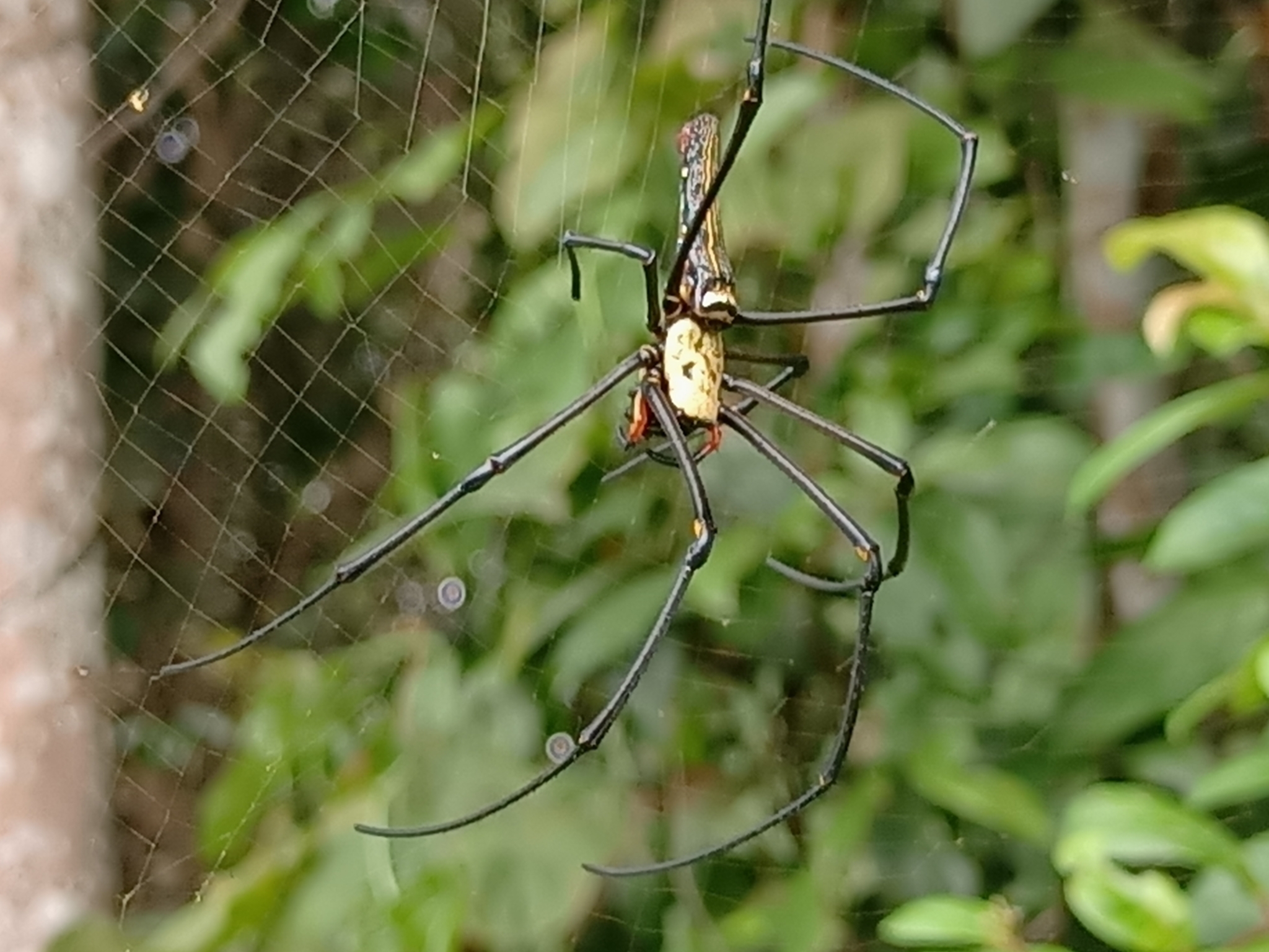 Nephila pilipes (Fabricius, 1793)