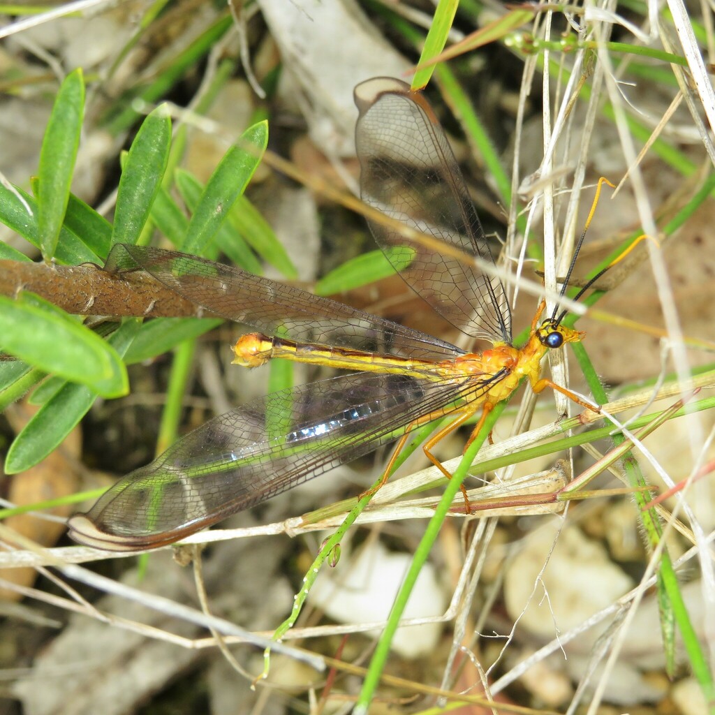 Blue Eyes Lacewing from Wallaga Lake NSW 2546, Australia on January 06 ...