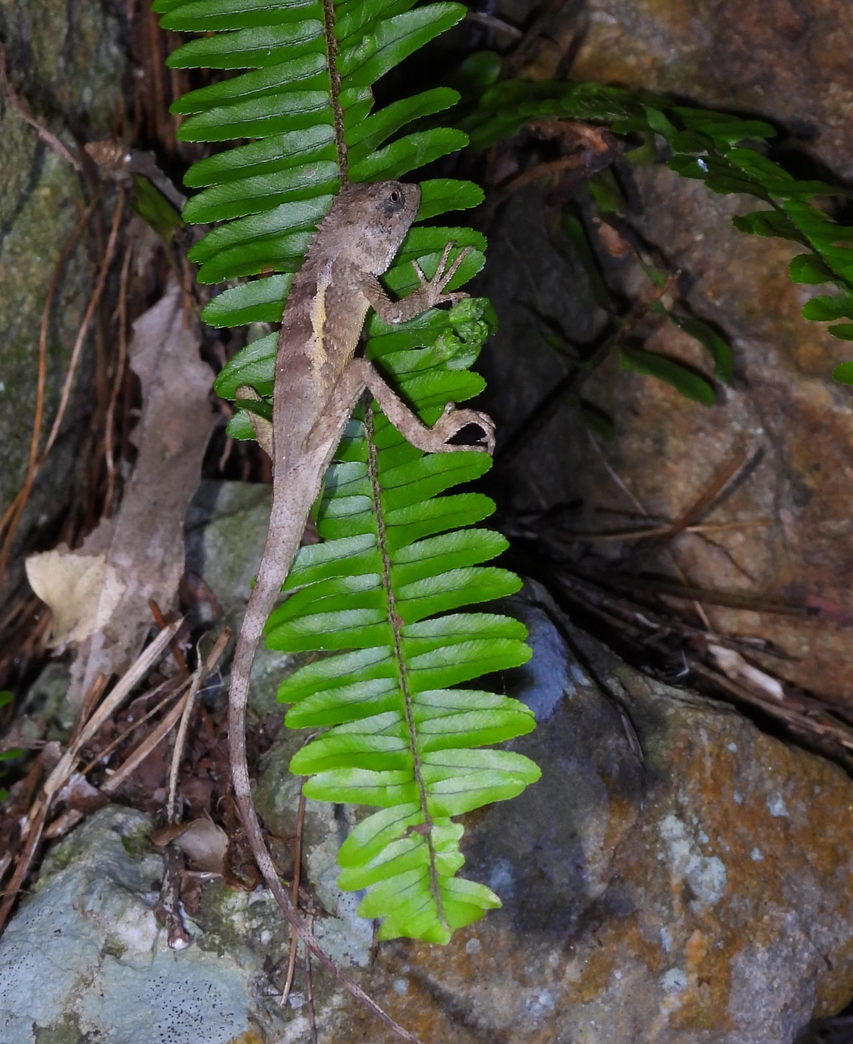 Diploderma swinhonis (Günther, 1864)
