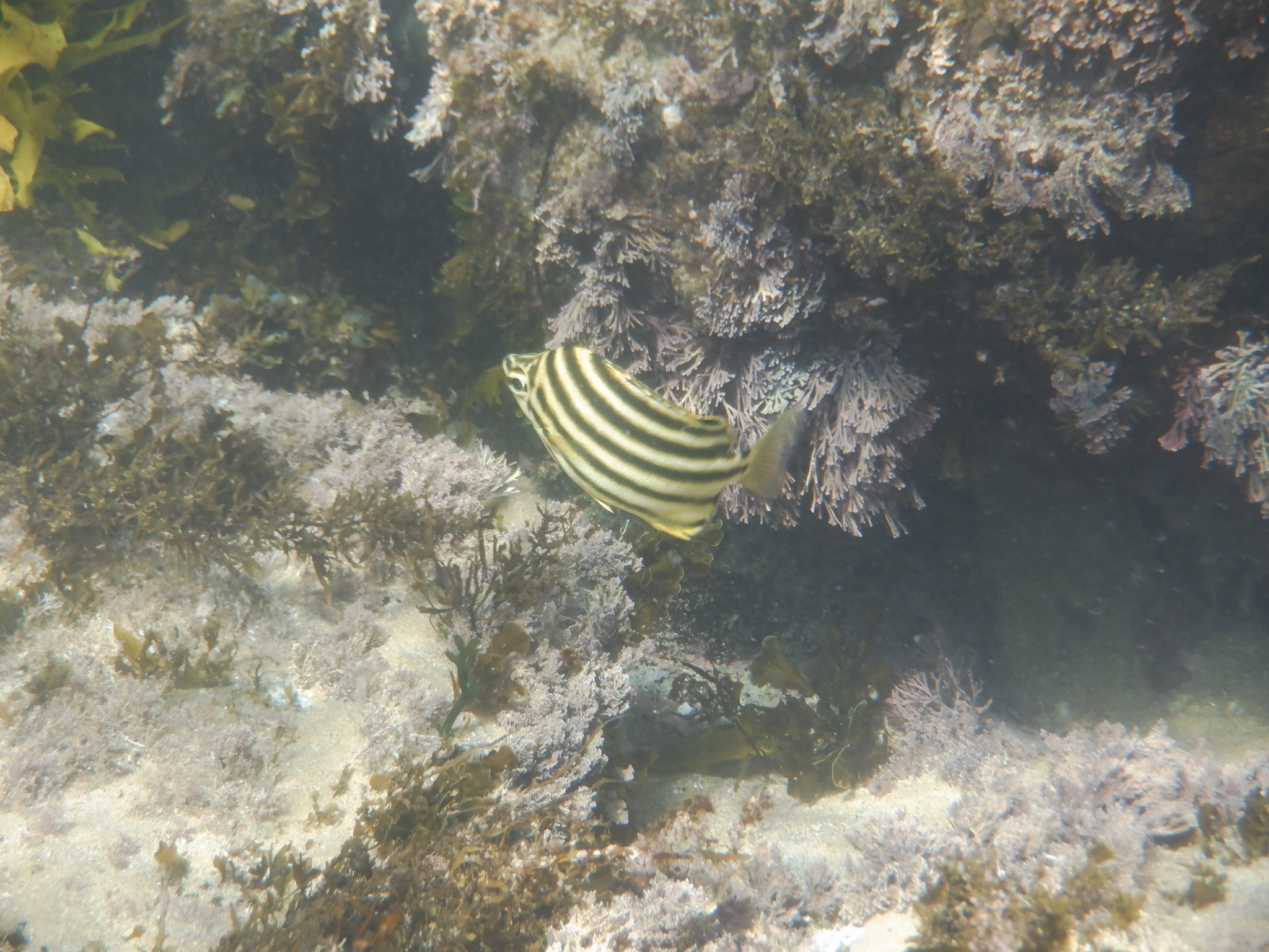 Microcanthus Swainson, 1839