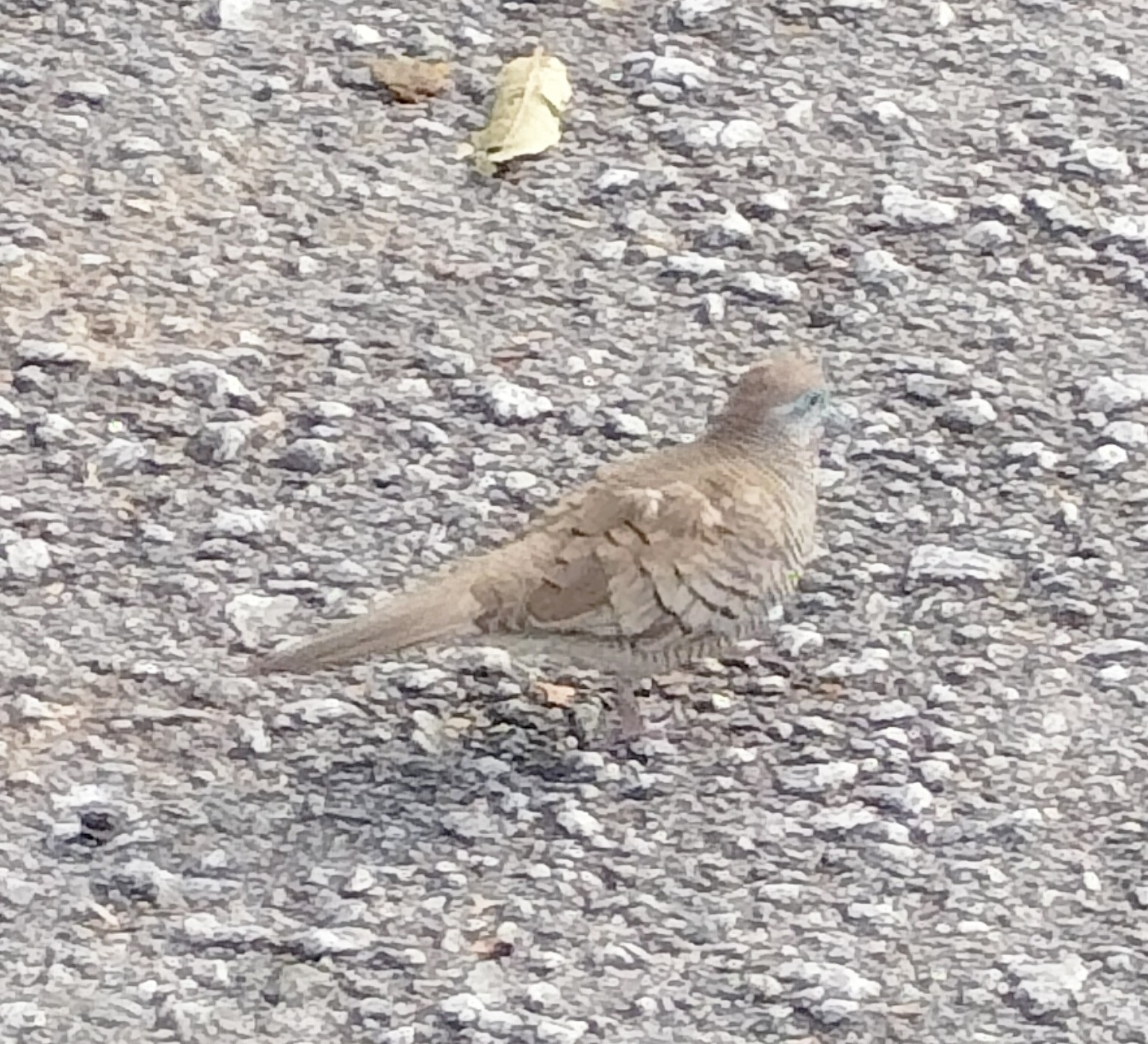 Geopelia striata (Linnaeus, 1766)