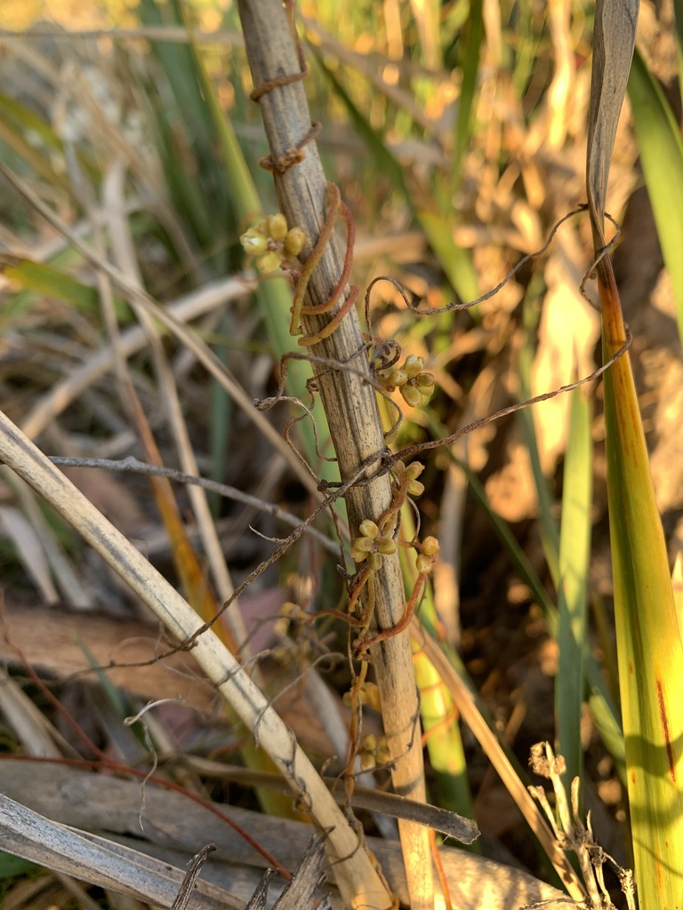 Devil's Twine from Tasmania, Verona Sands, TAS, AU on January 8, 2023 ...