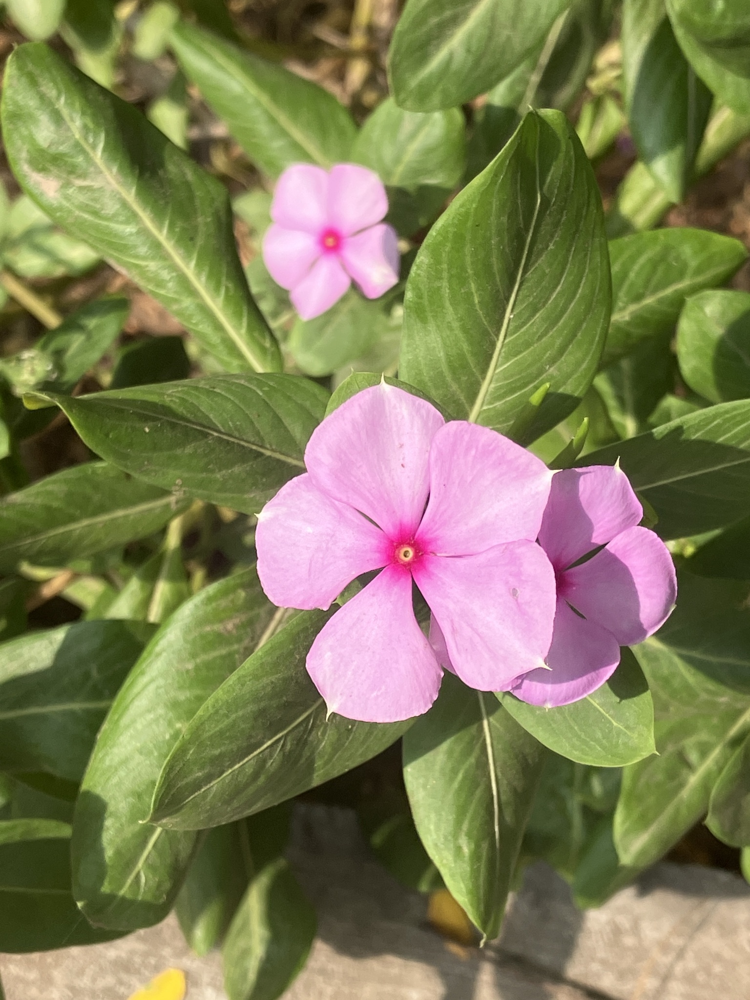 Catharanthus roseus (L.) G.Don