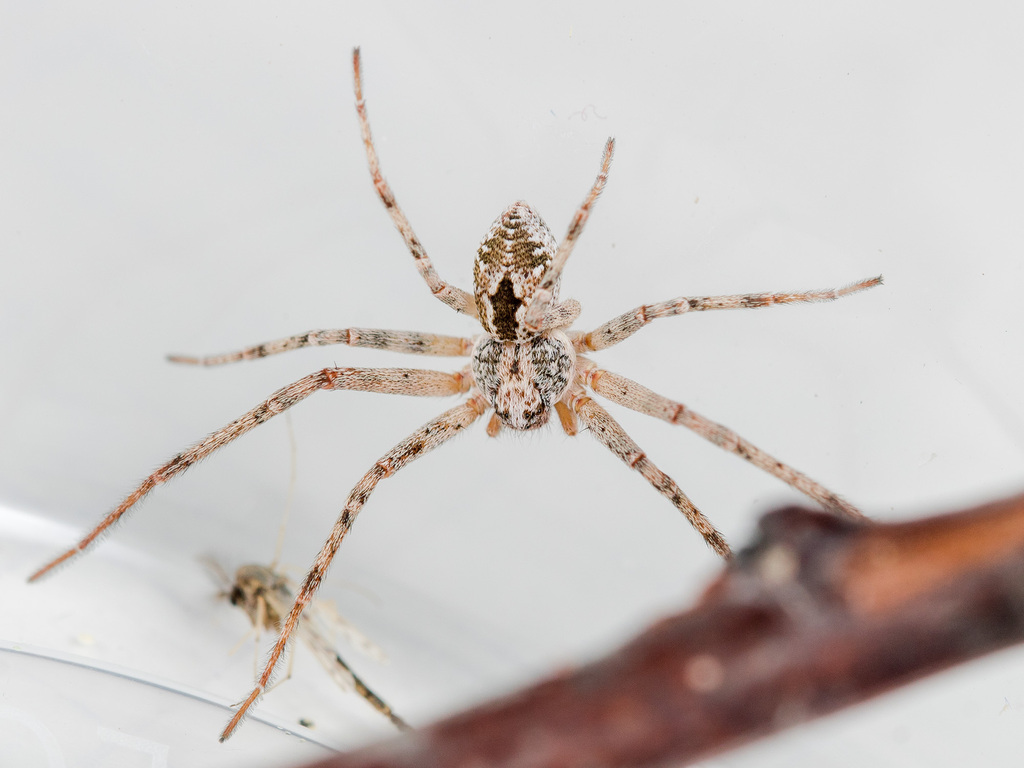 Sand Running Spider from Илийский район, Казахстан on July 11, 2022 at ...