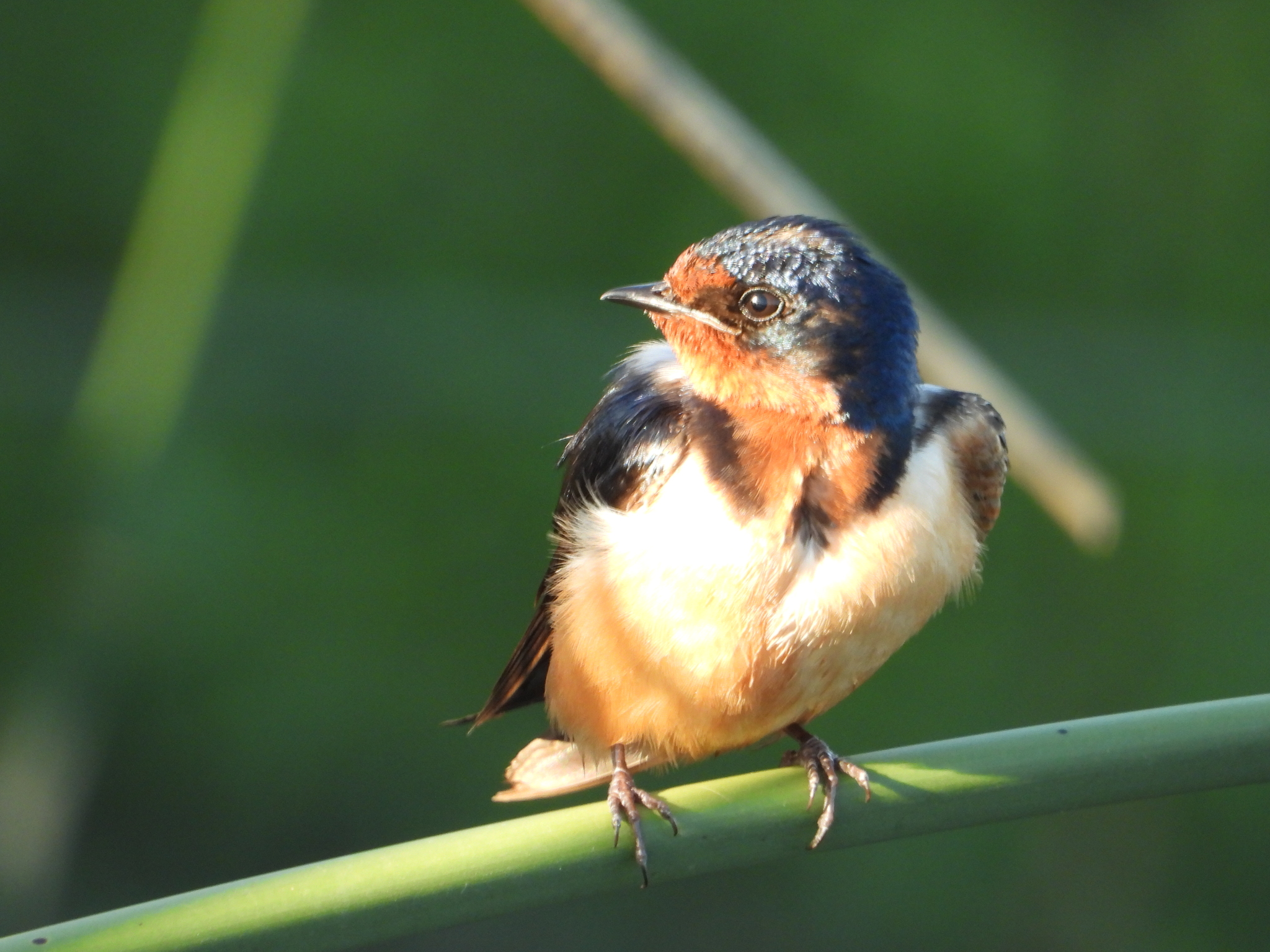 Hirundo rustica Linnaeus, 1758