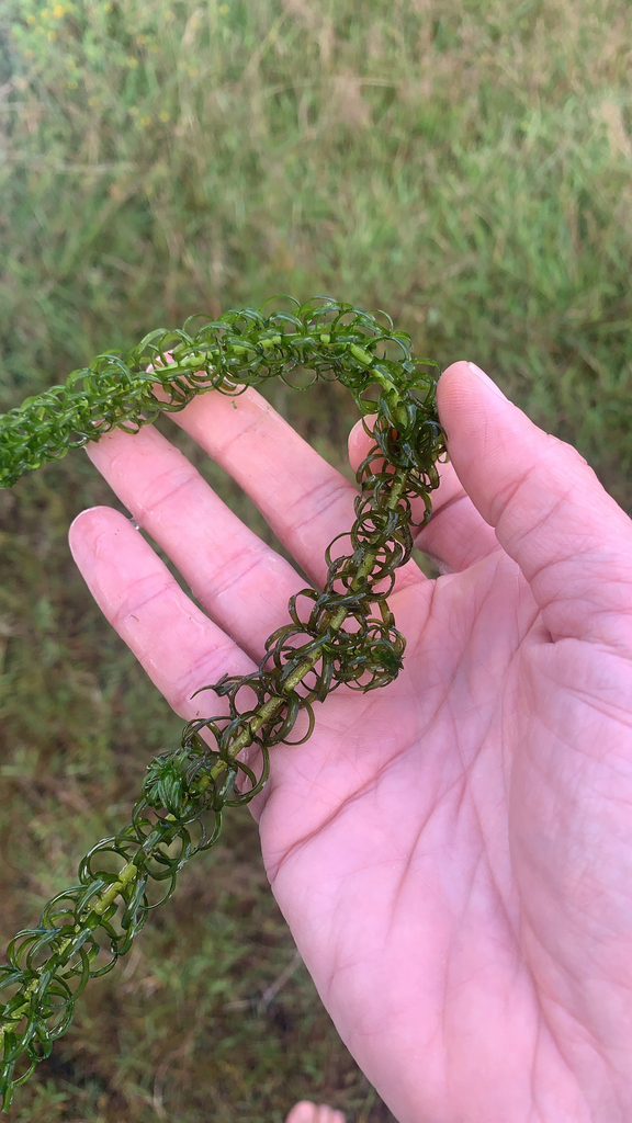 Curly Waterweed in January 2023 by alexbarnard · iNaturalist