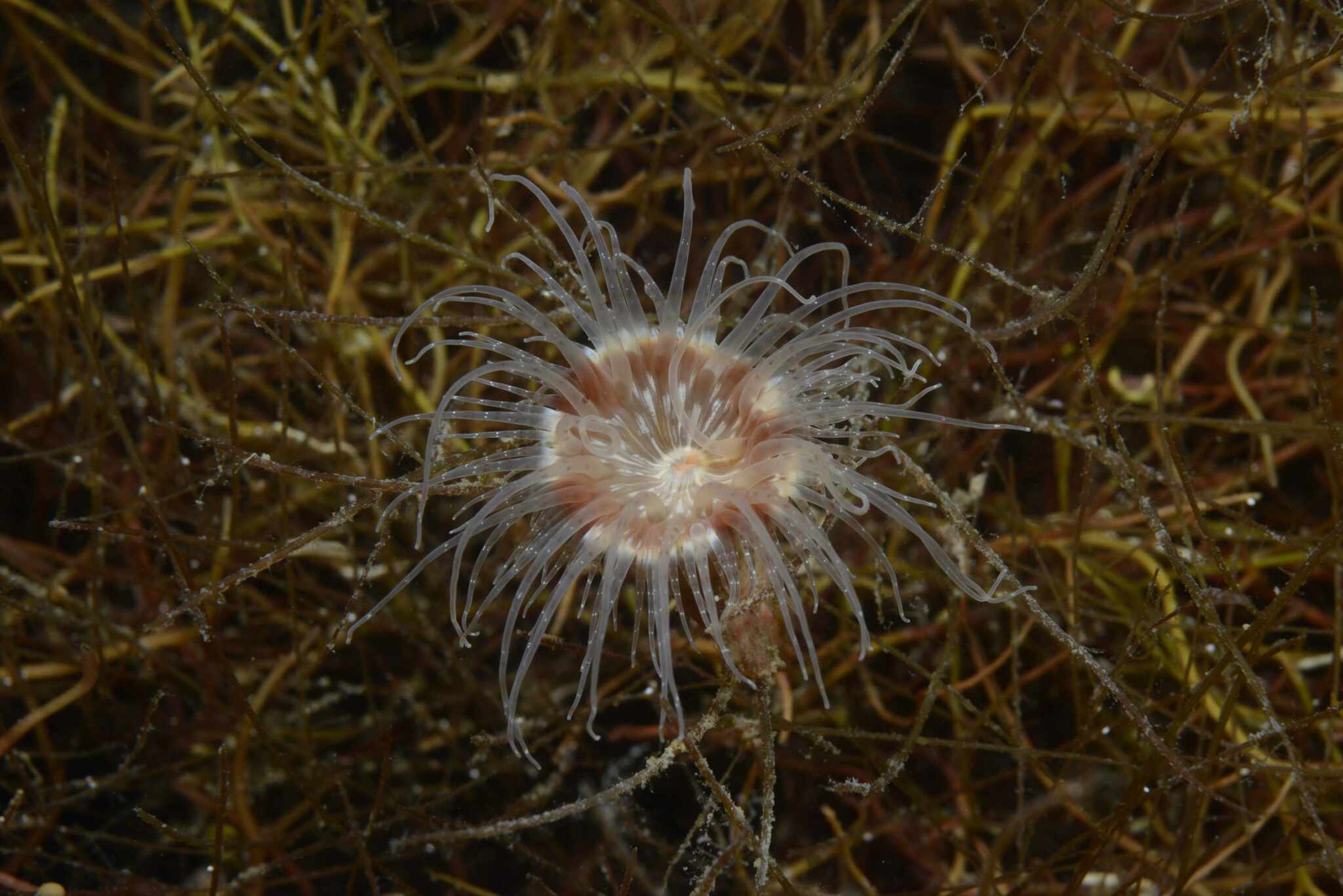 Calliactis parasitica (Couch, 1842)