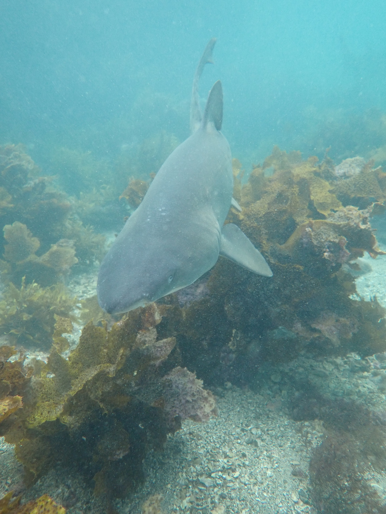 Lamniformes