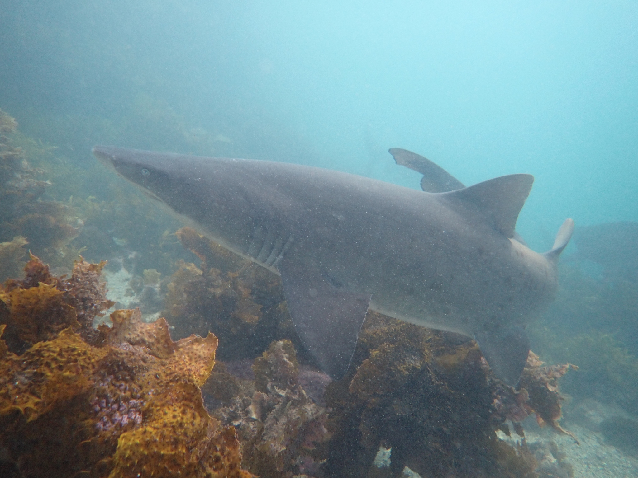 Lamniformes