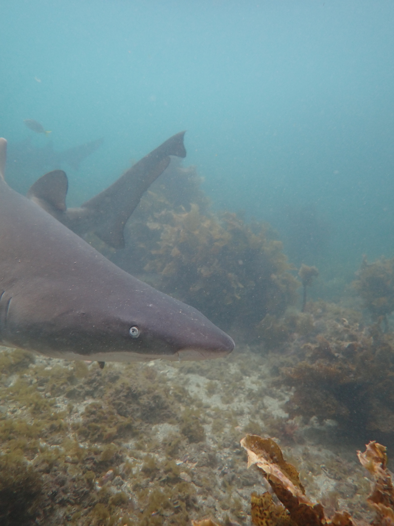 Lamniformes