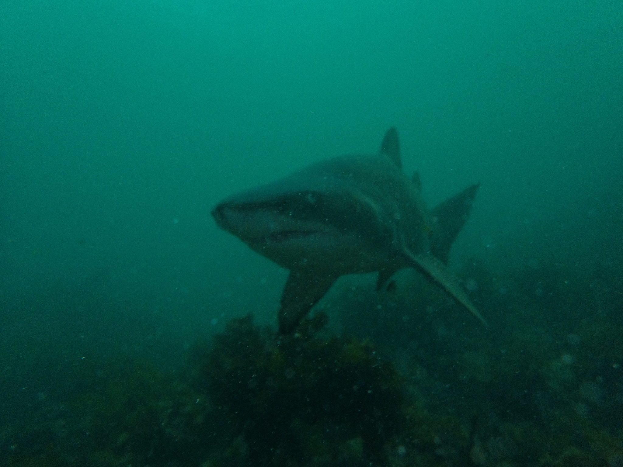 Lamniformes