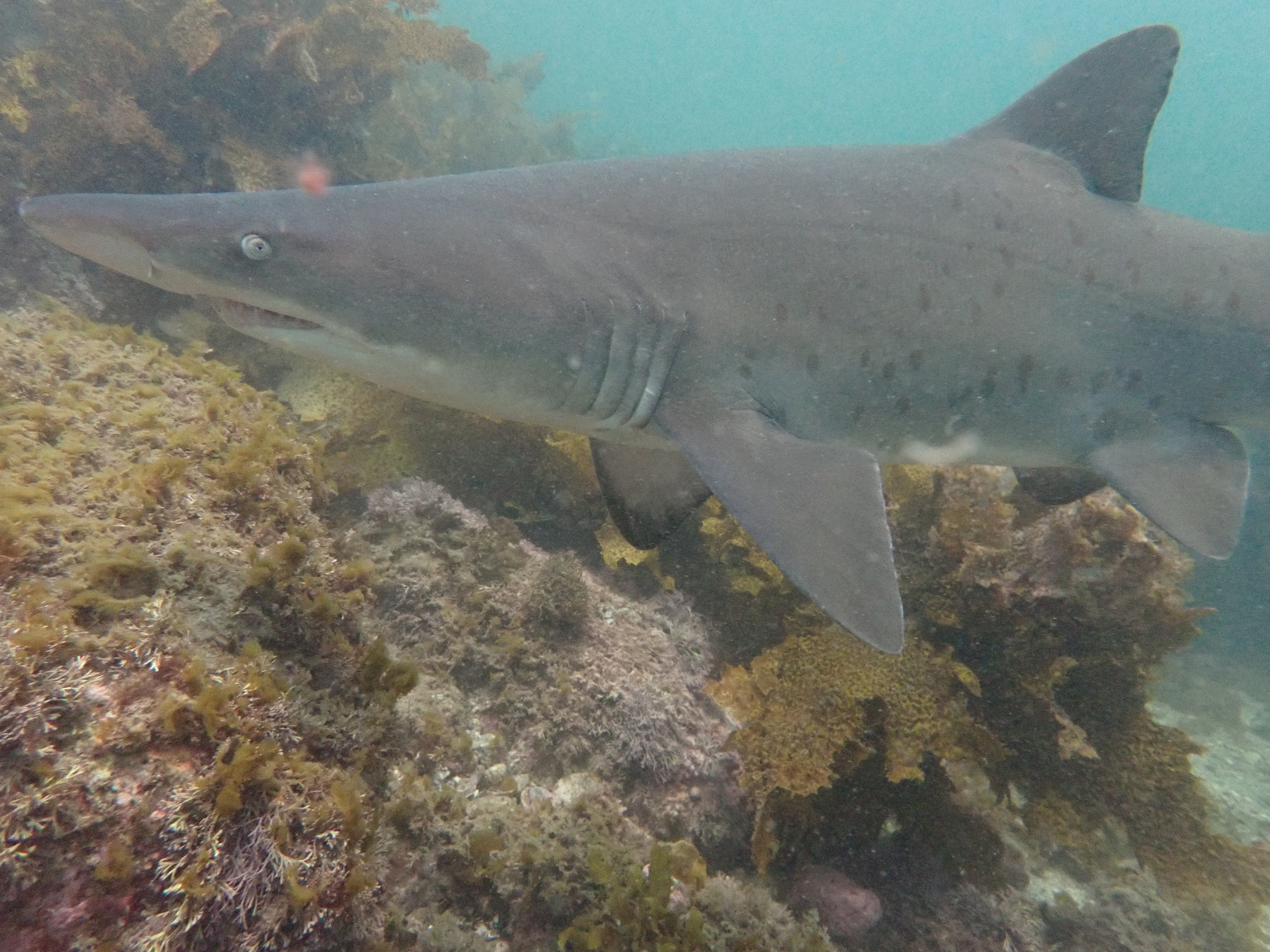 Lamniformes