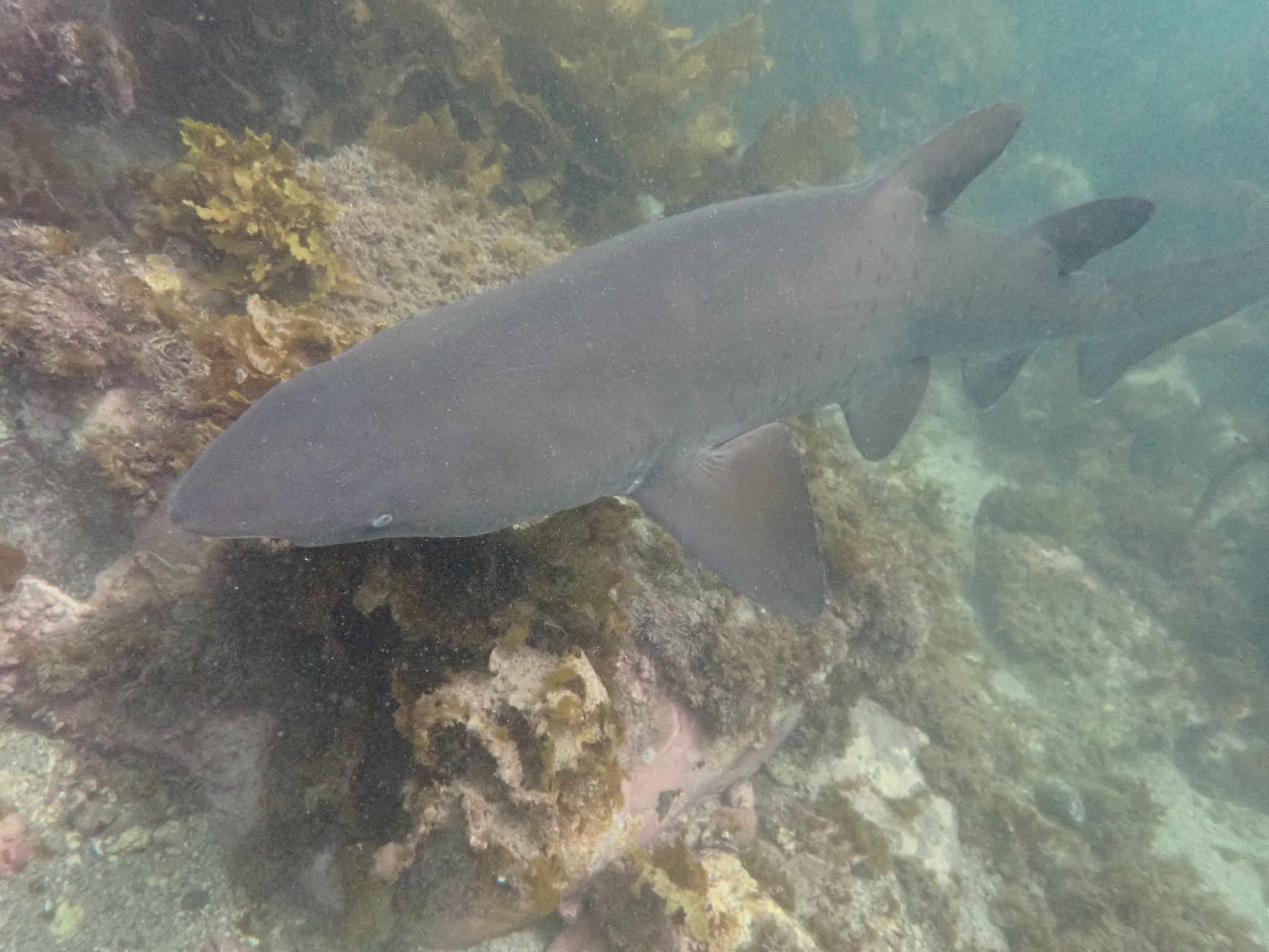 Lamniformes