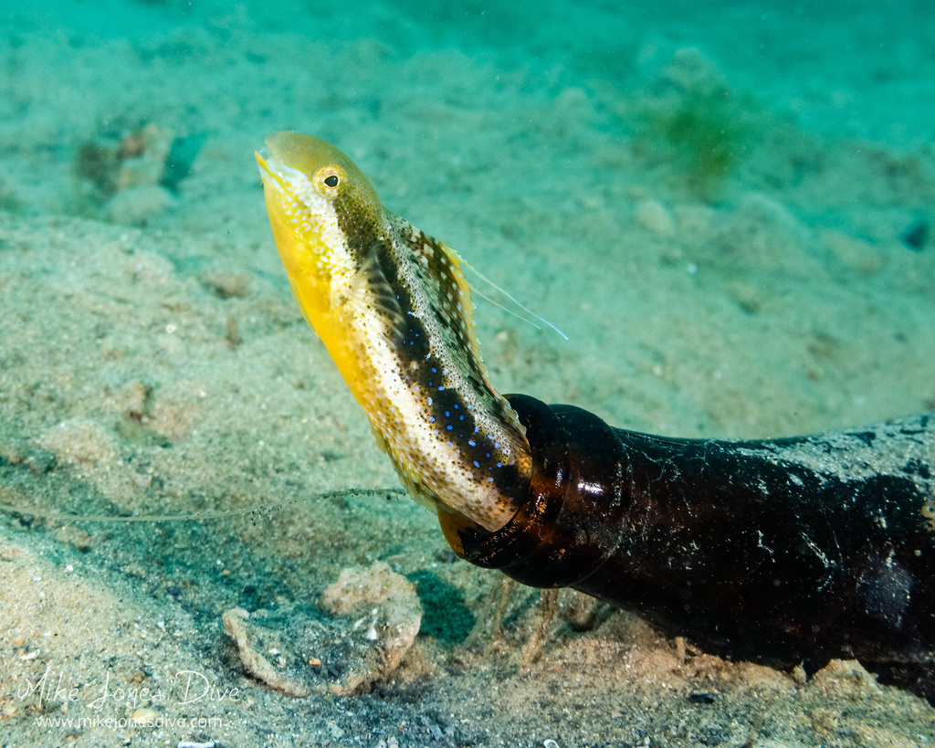 Brown Sabretooth Blenny from Mosman, New South Wales, Australia on ...