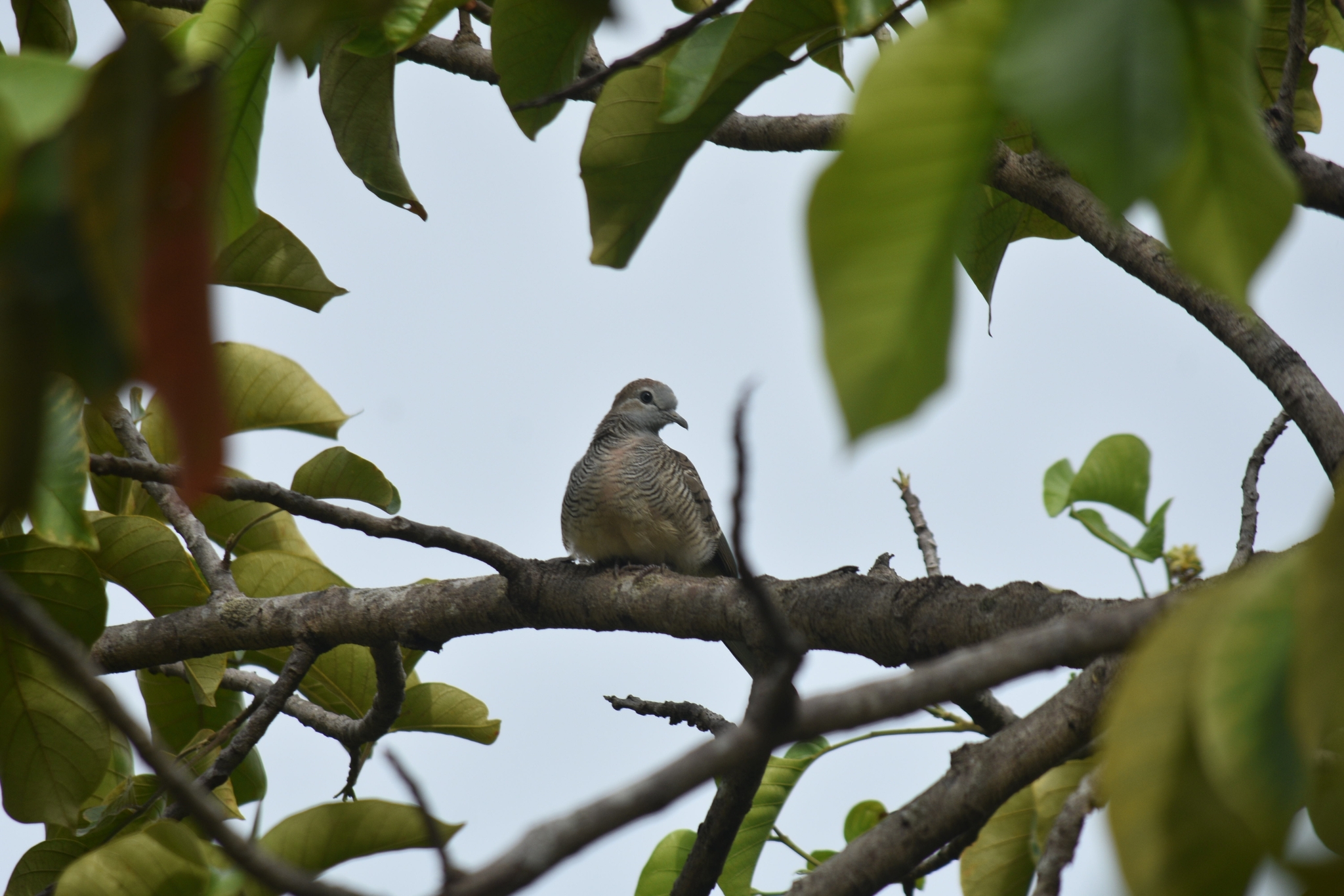 Geopelia striata (Linnaeus, 1766)