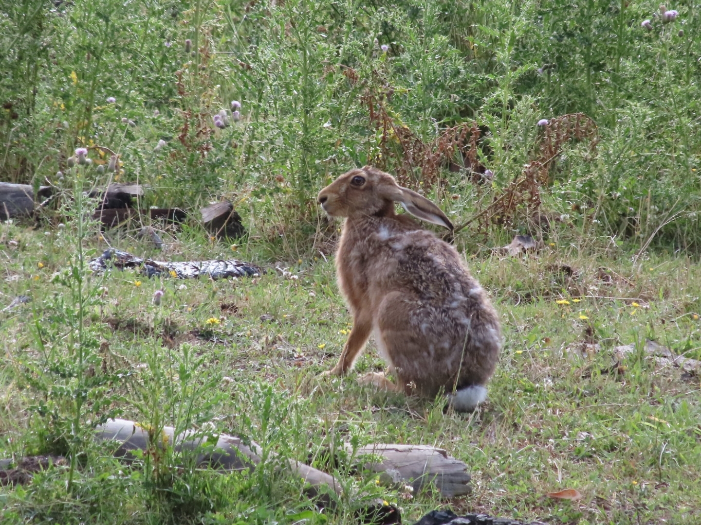 Lepus europaeus Pallas, 1778
