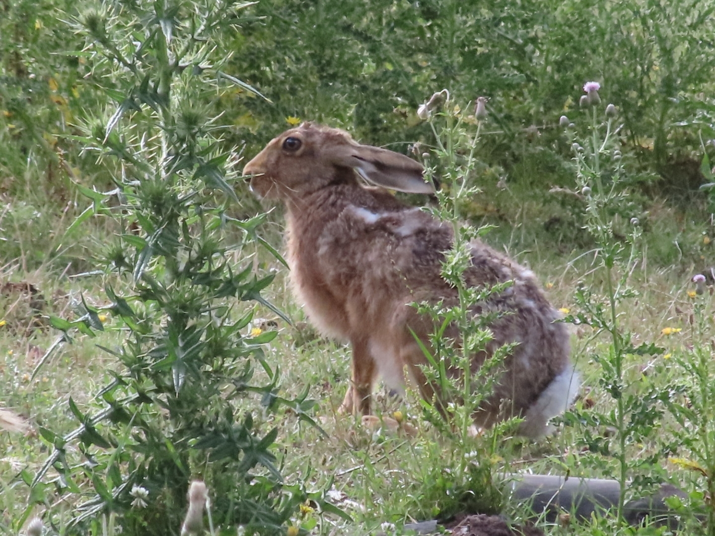 Lepus europaeus Pallas, 1778