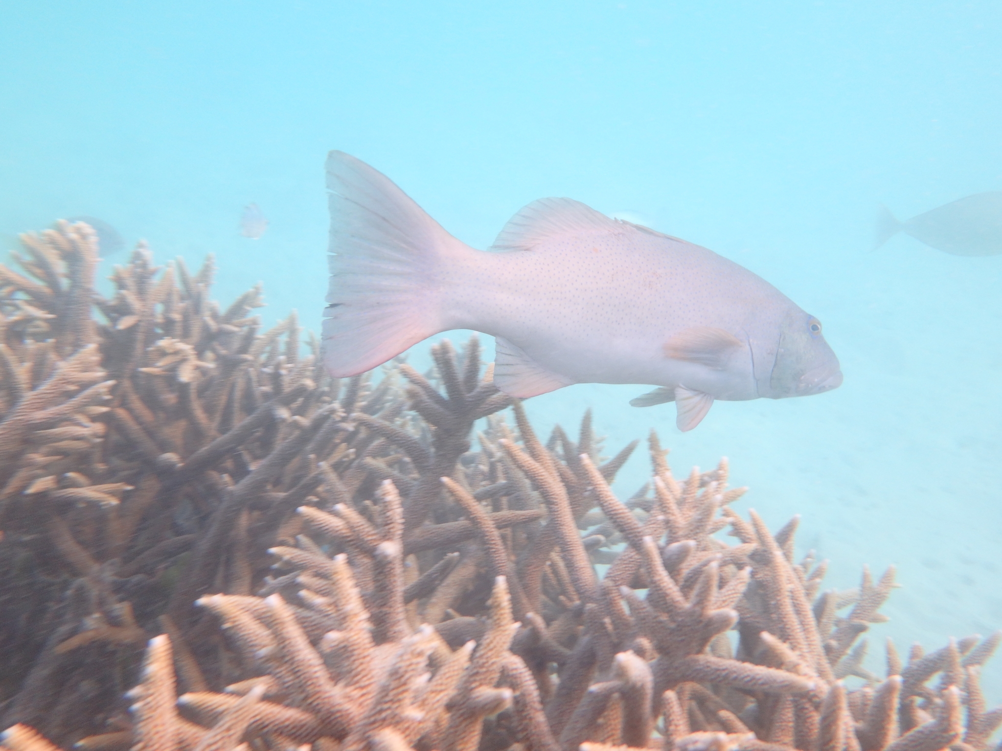 Plectropomus leopardus (Lacepède, 1802)