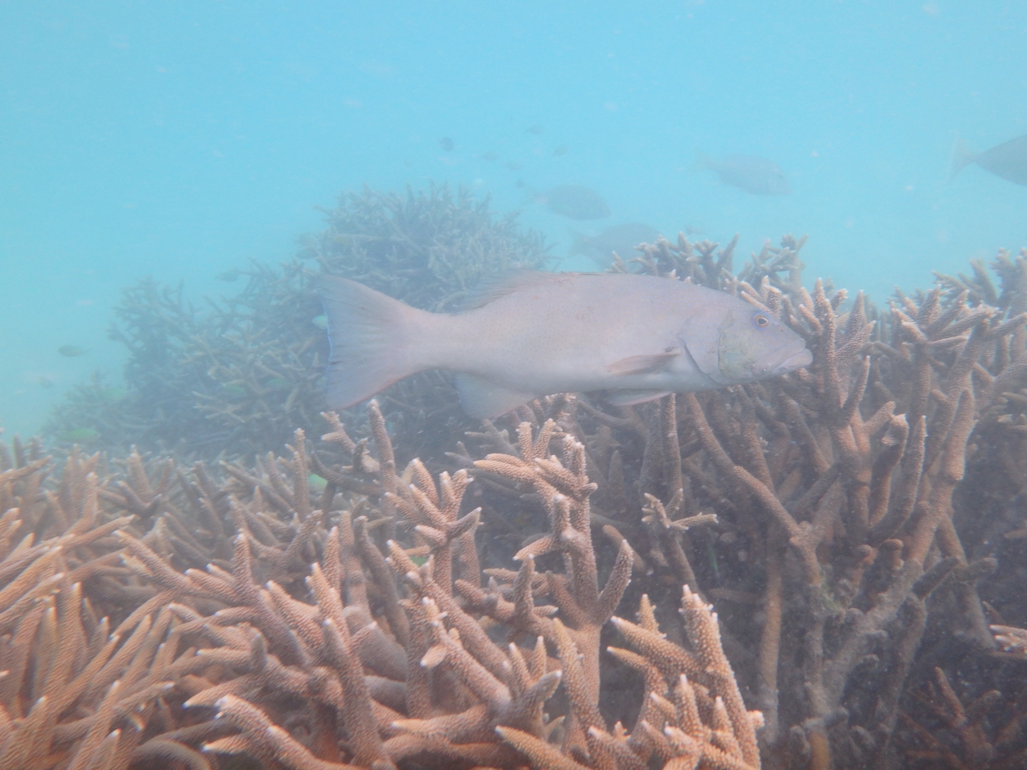 Plectropomus leopardus (Lacepède, 1802)