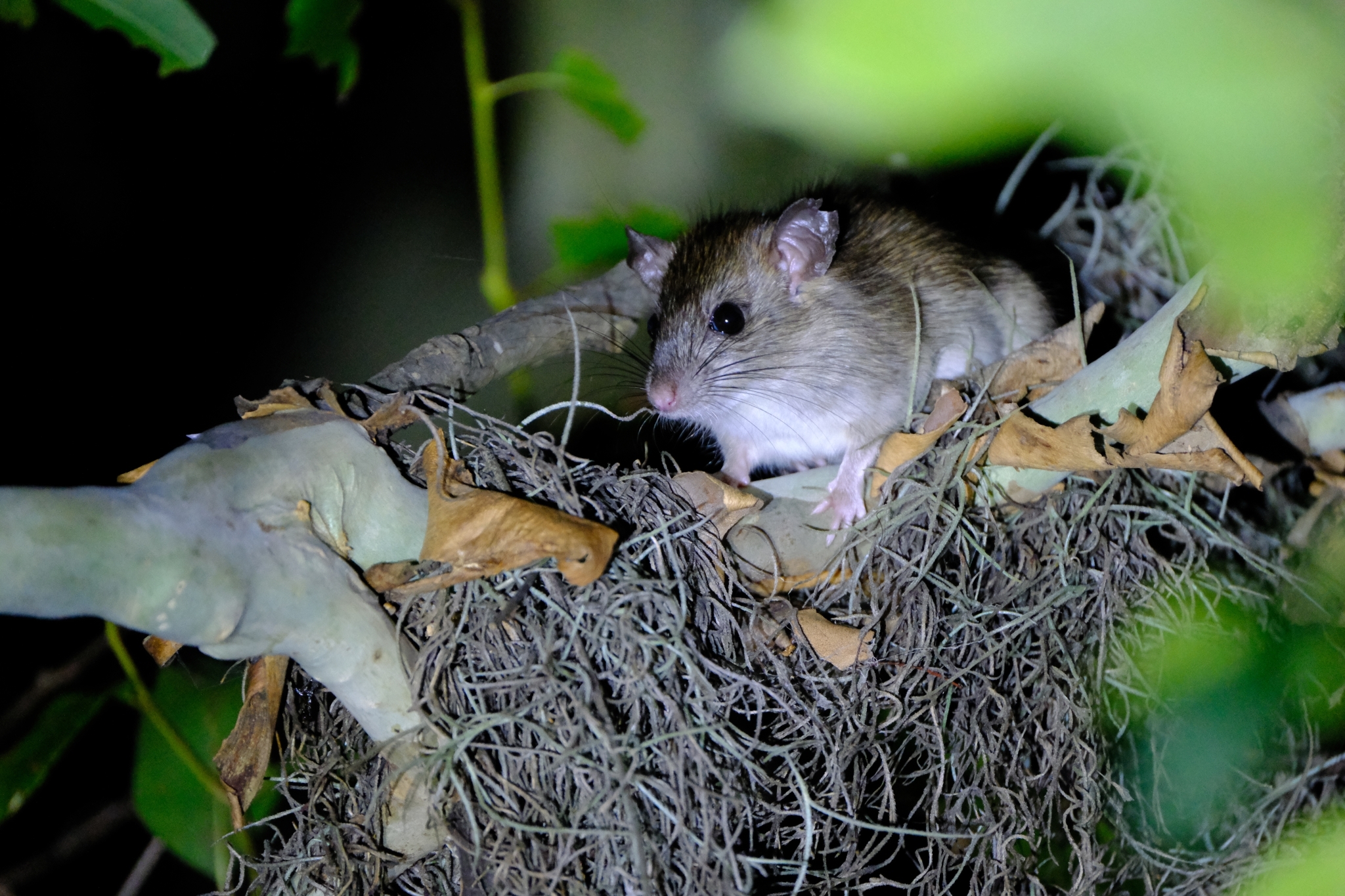 Rattus rattus (Linnaeus, 1758)