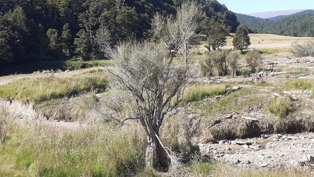Deciduous tree daisy in January 2023 by wownz · iNaturalist