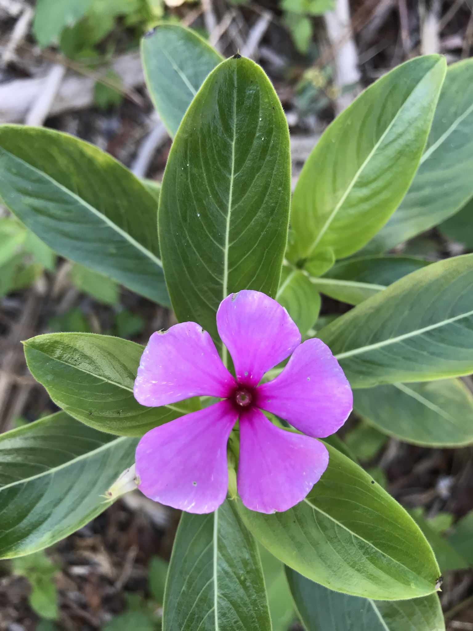 Catharanthus roseus (L.) G.Don