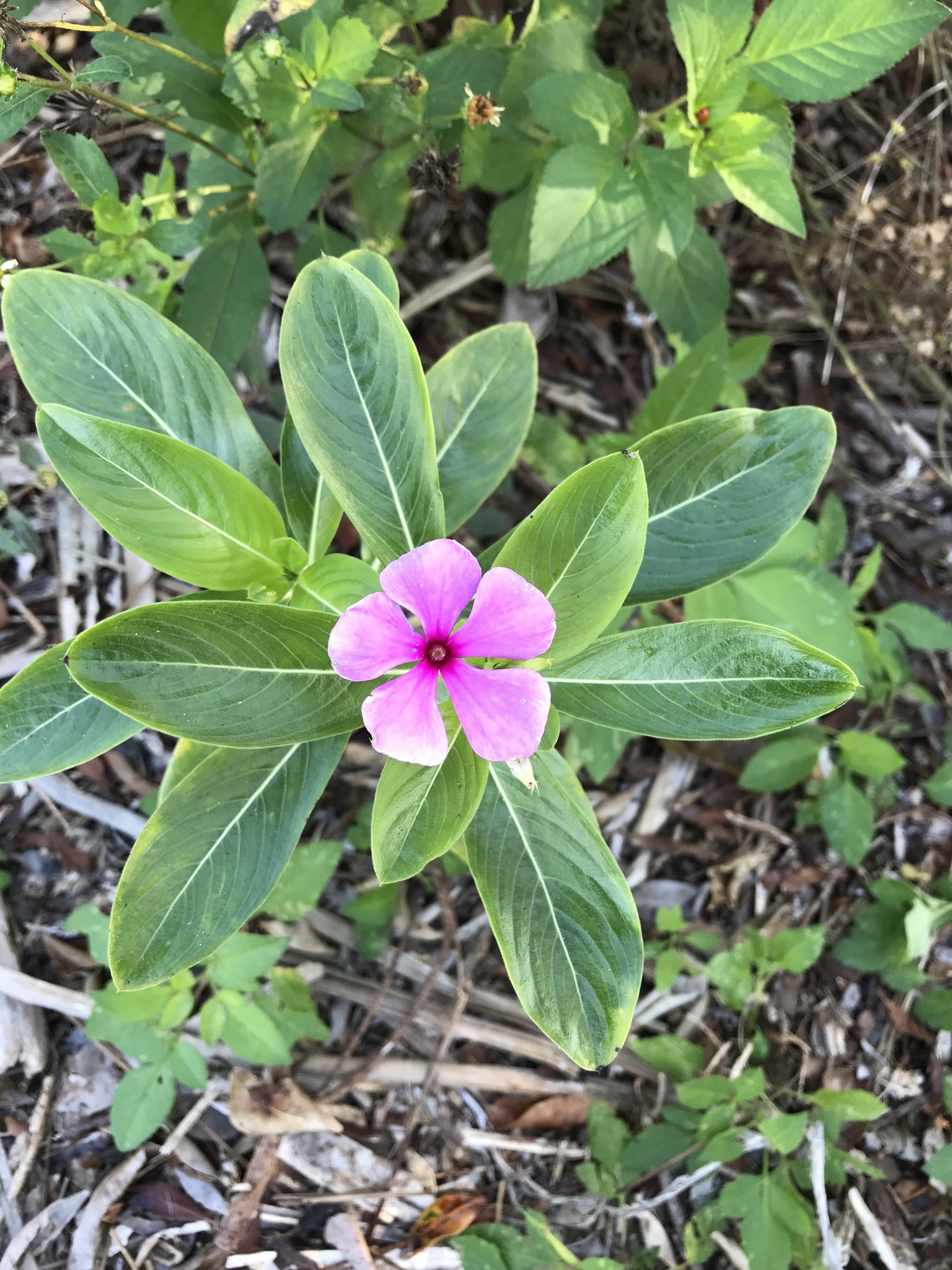 Catharanthus roseus (L.) G.Don