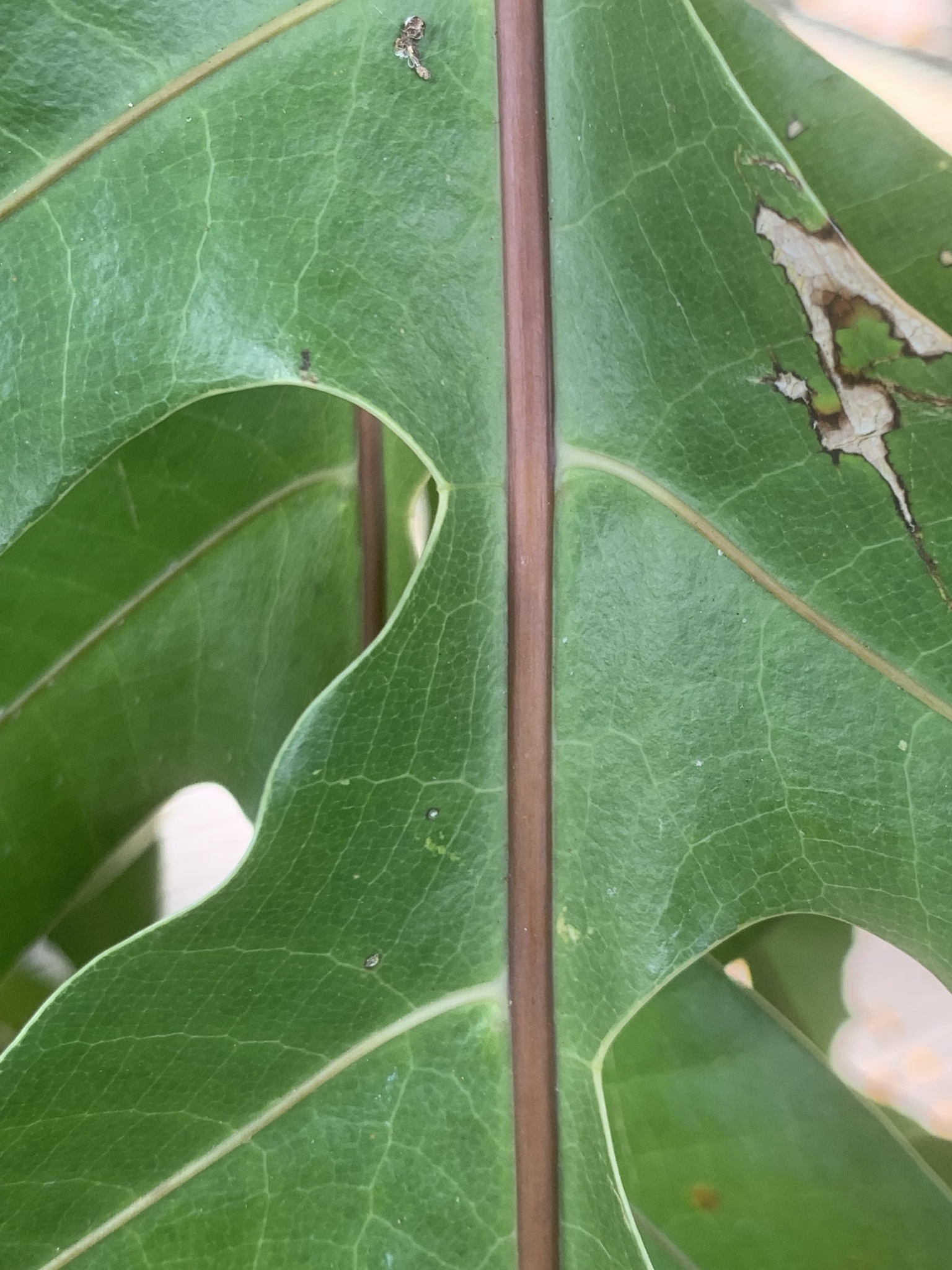 Drynaria quercifolia (L.) J.Sm.