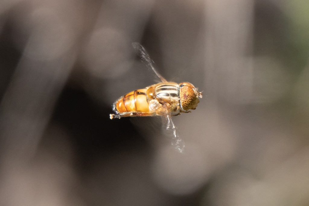 Native Drone Fly from Douglas VIC 3409, Australia on December 16, 2022 ...