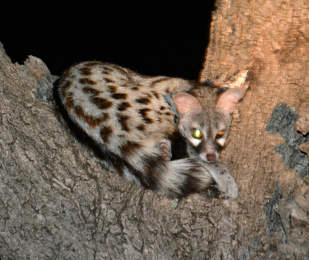 Northern Small-spotted Genet from Serengeti, Tanzania on November 28 ...