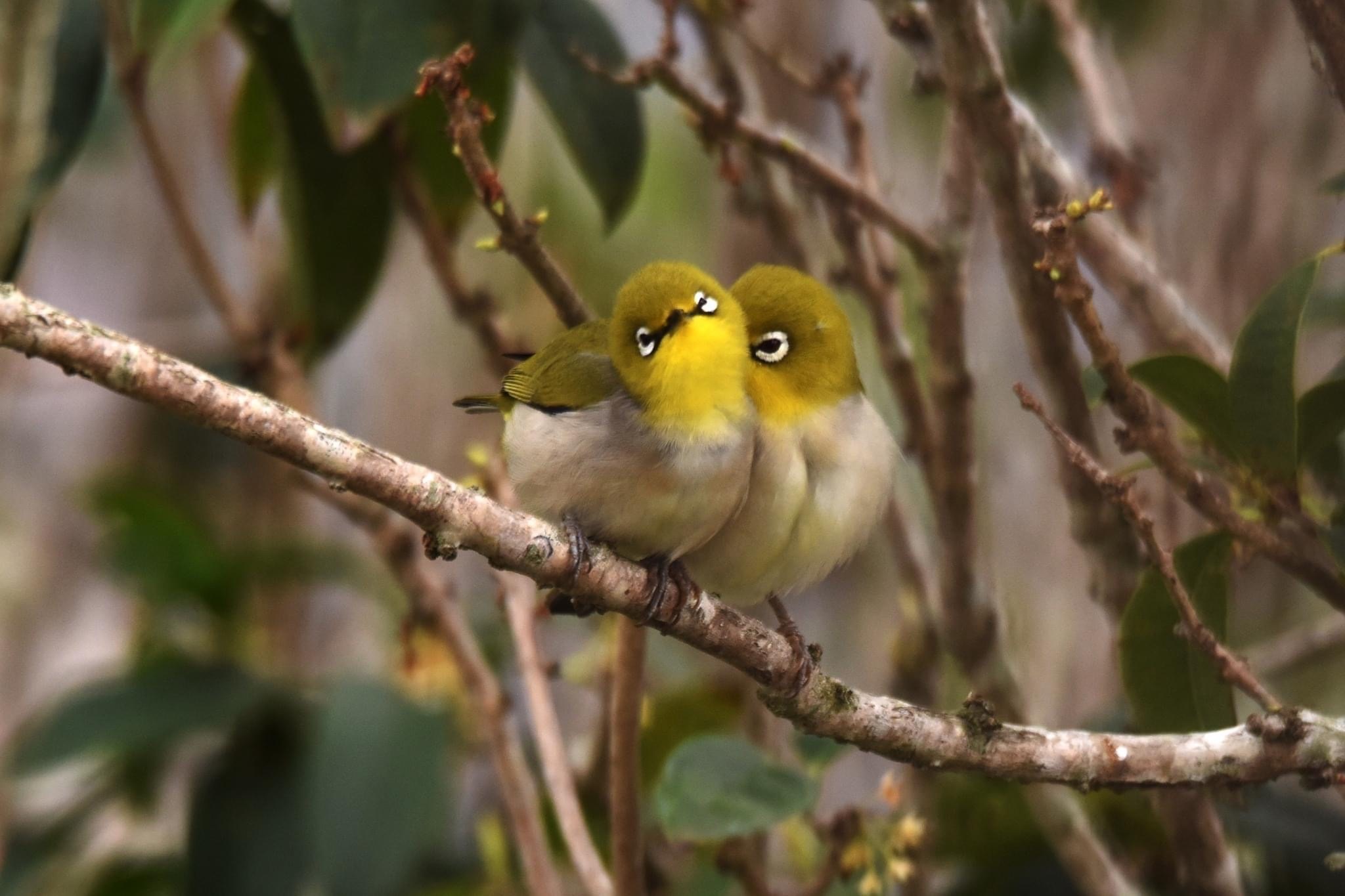 Zosterops simplex Swinhoe, 1861