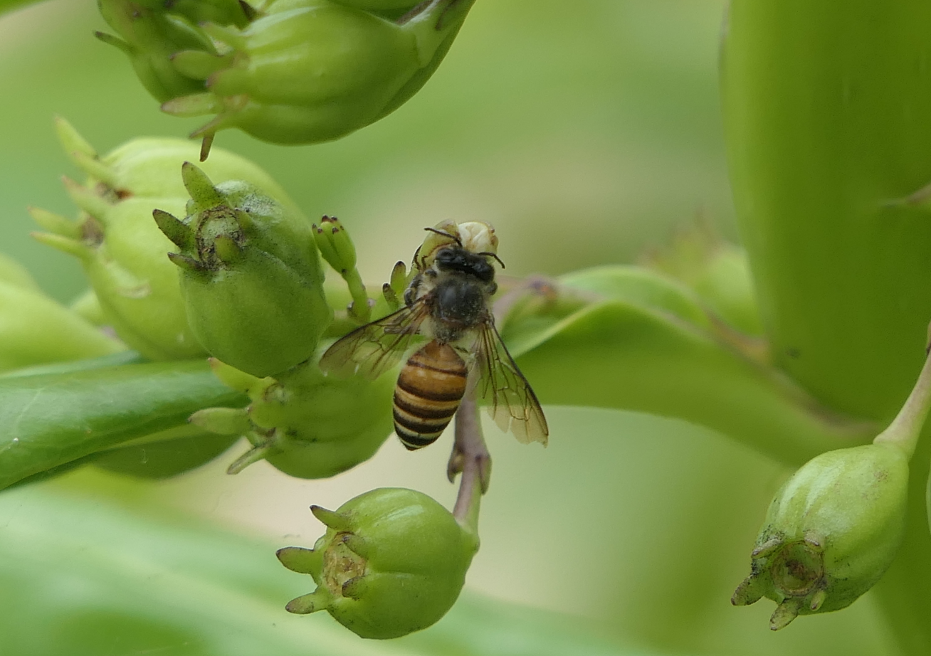 Apis cerana Fabricius, 1793