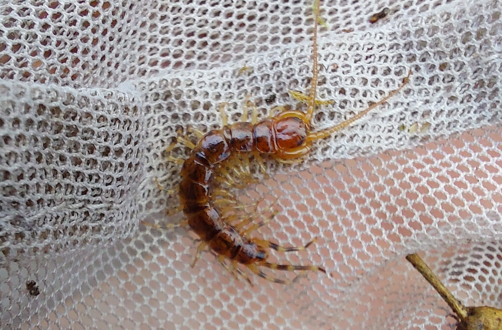 Lithobius variegatus Leach, 1814