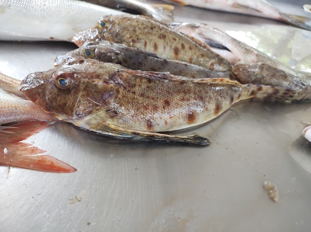 Bluewing Searobin from Copacabana, Rio de Janeiro - RJ, Brasil on ...