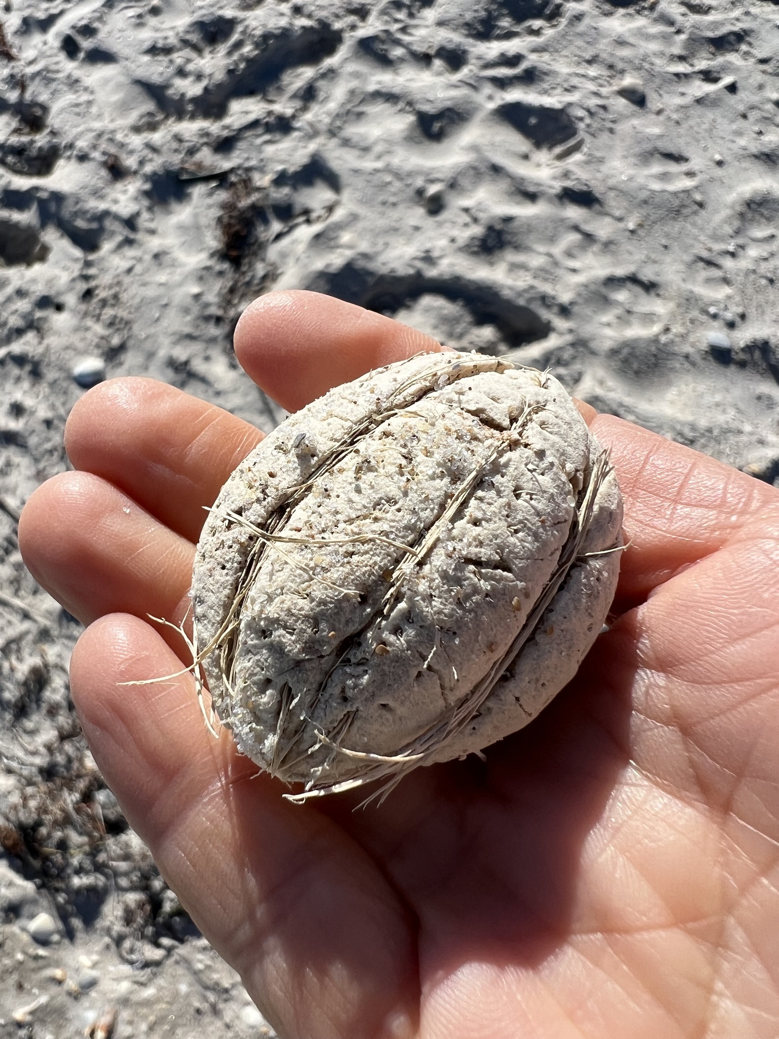 Terminalia catappa L.