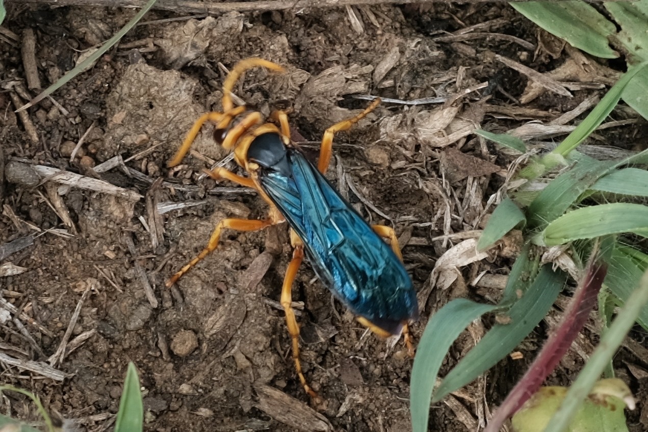 Hemipepsis Dahlbom, 1844