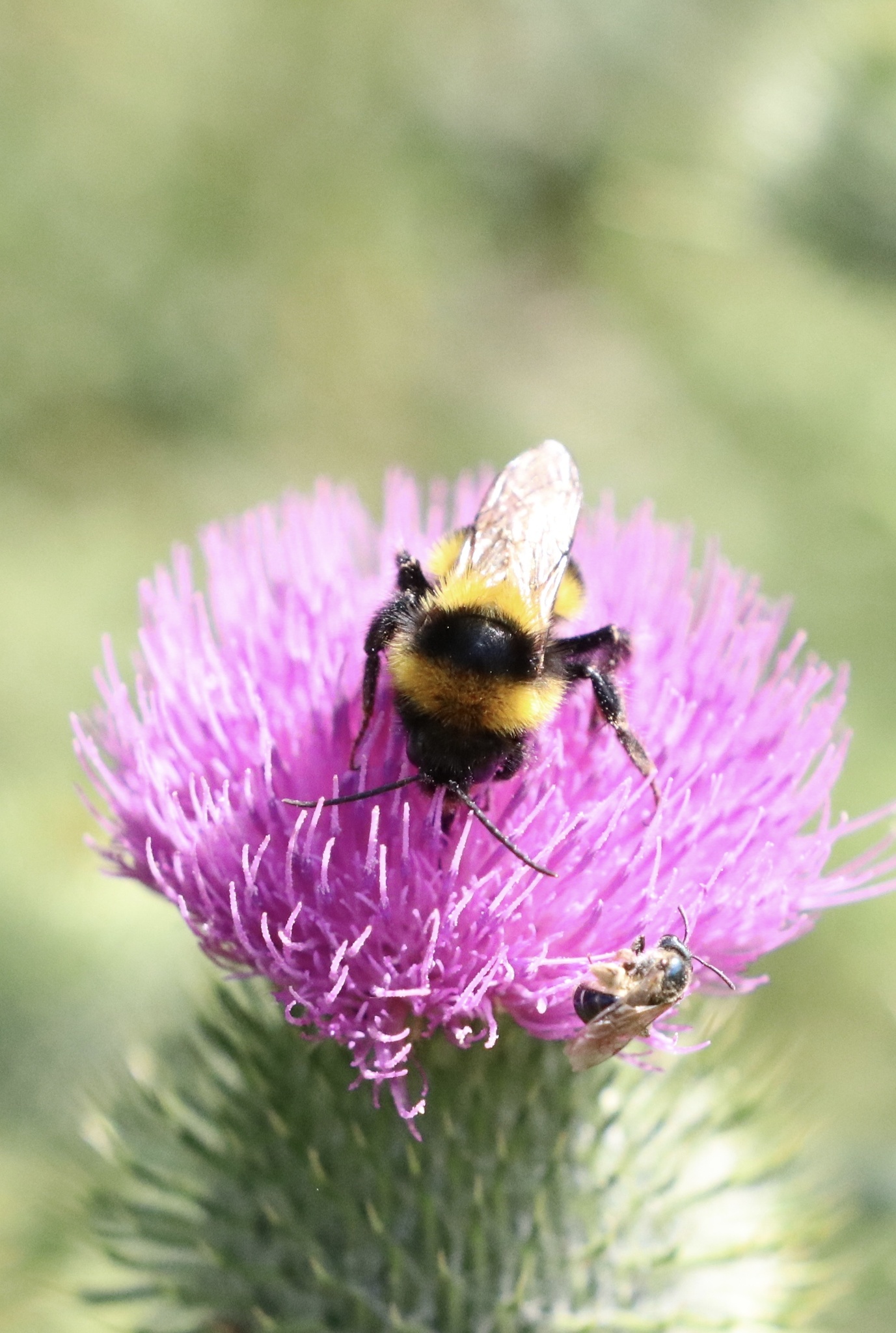 Bombus ruderatus (Fabricius, 1775)