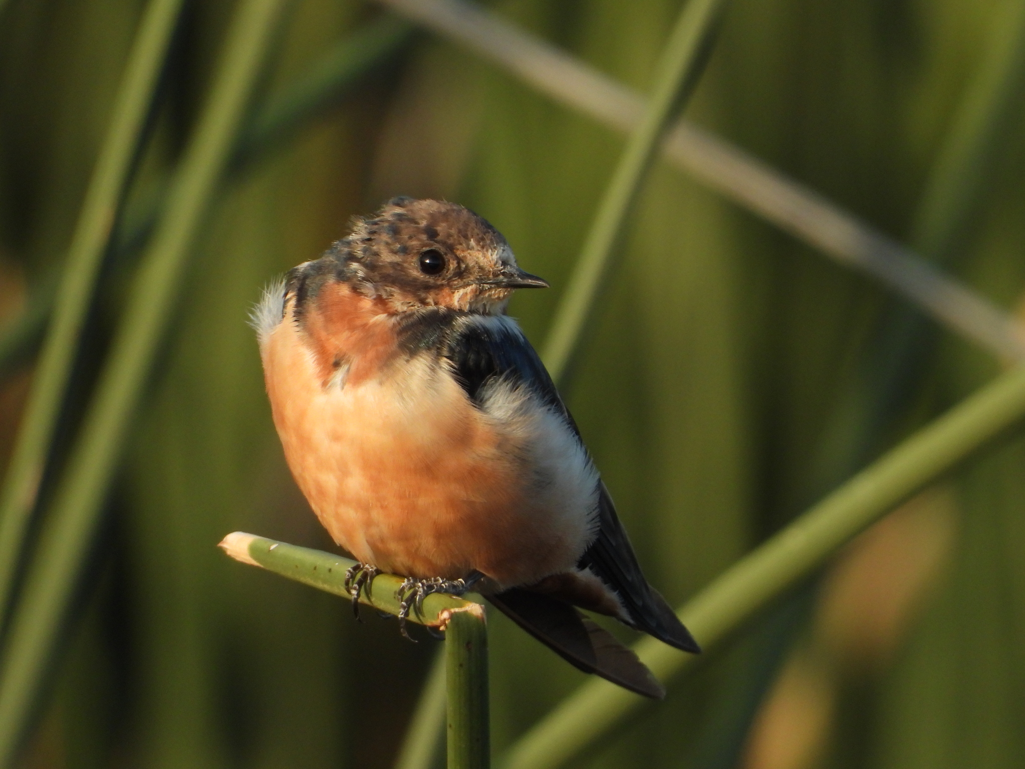 Hirundo rustica Linnaeus, 1758