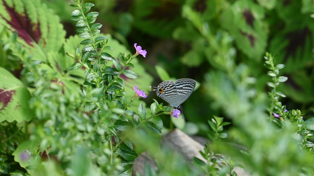 Jamides cleodus from University of the Philippines Diliman, Diliman ...