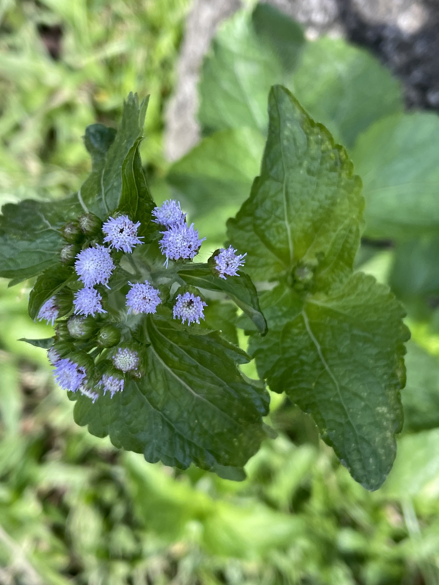 Ageratum conyzoides L.