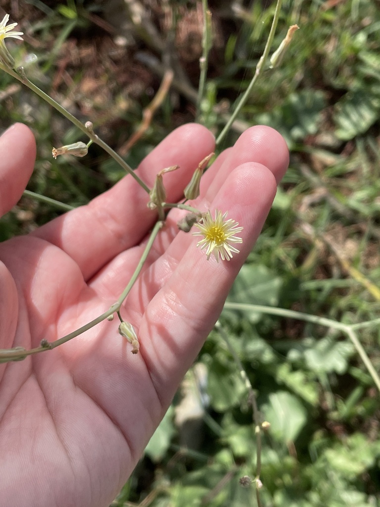 Launaea intybacea from Saint-Martin on January 4, 2023 at 12:04 PM by ...