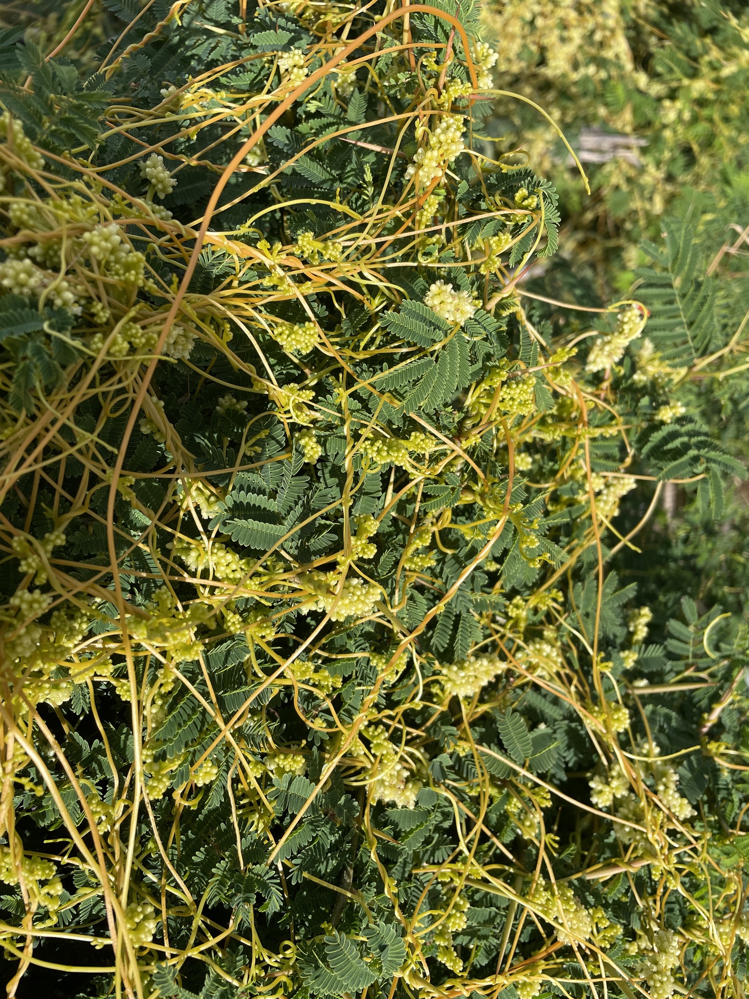 Cassytha filiformis L.