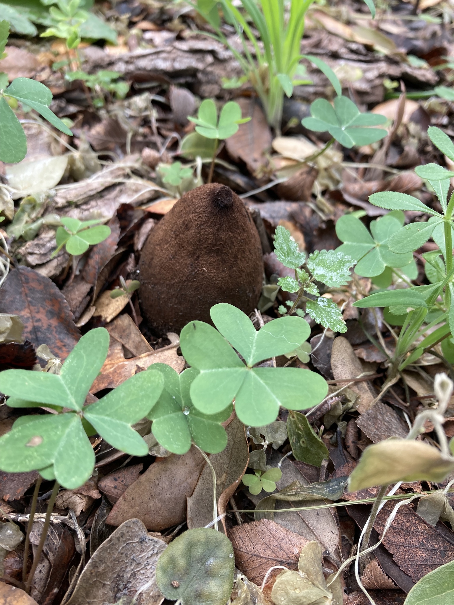 Chorioactis geaster (Peck) Kupfer ex Eckblad