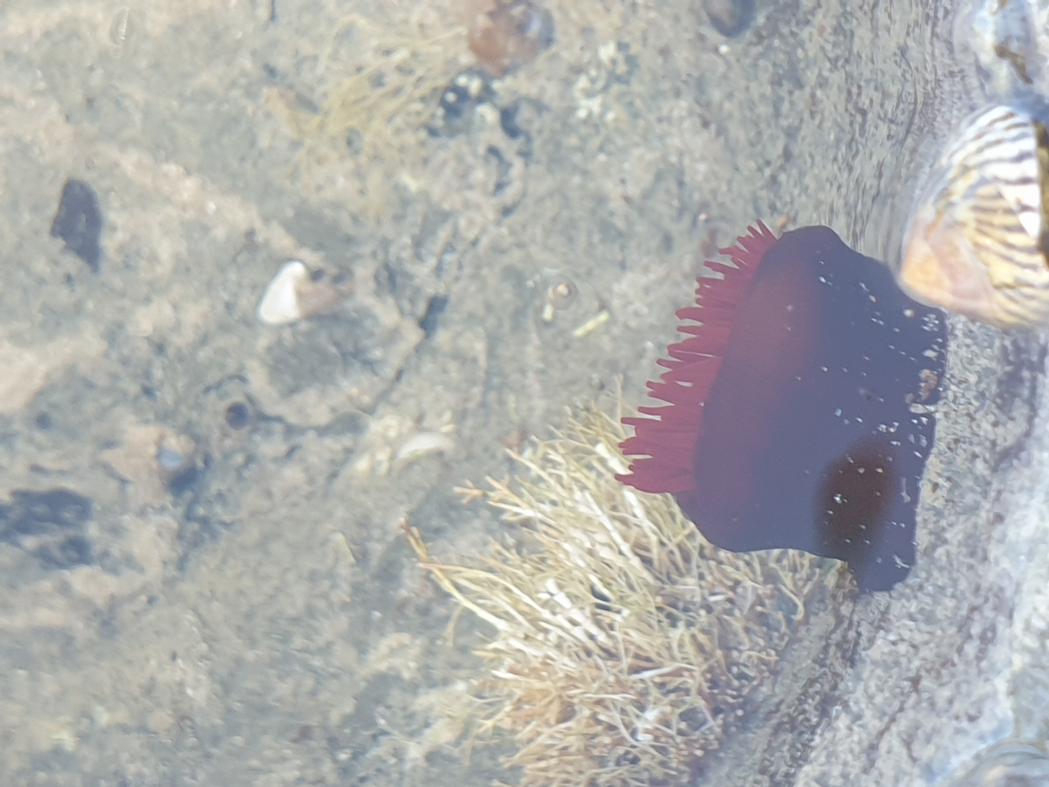Actinia Linnaeus, 1767