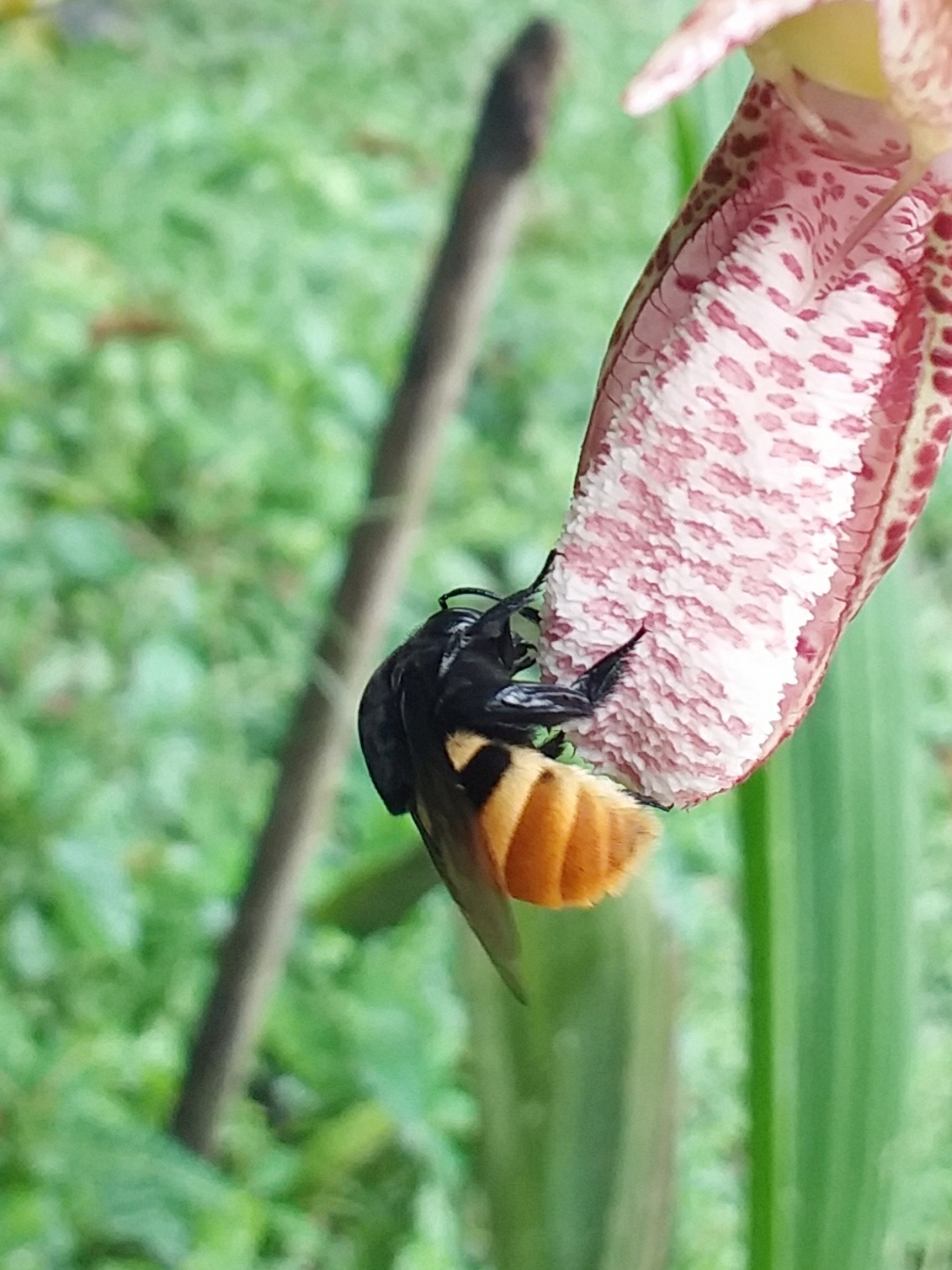 Eulaema cingulata (Fabricius, 1804)