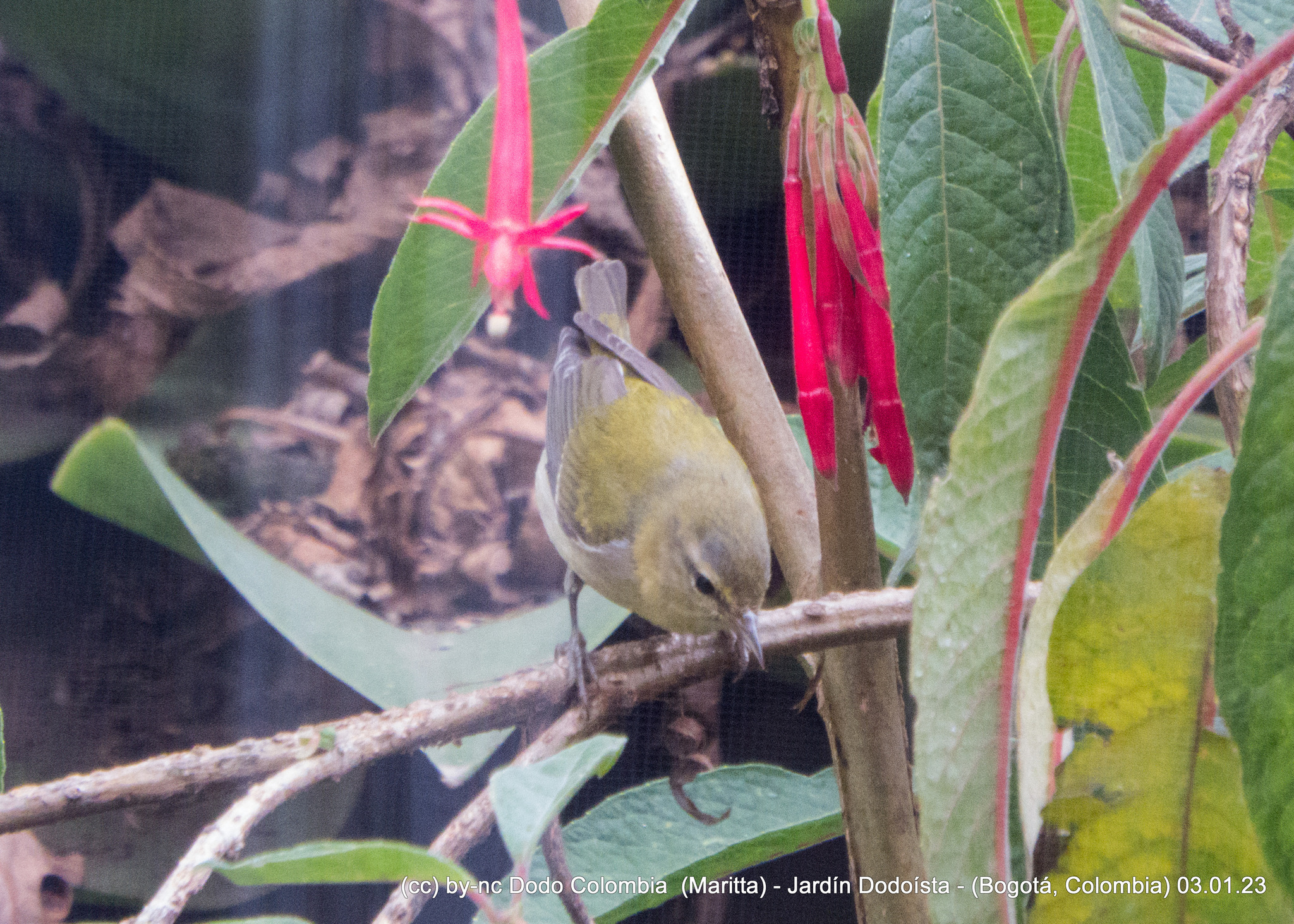 Leiothlypis peregrina (A.Wilson, 1811)