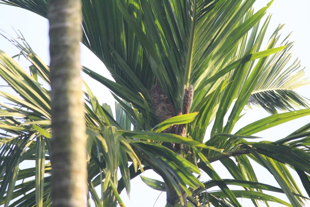 Funambulus tristriatus (Waterhouse, 1837)