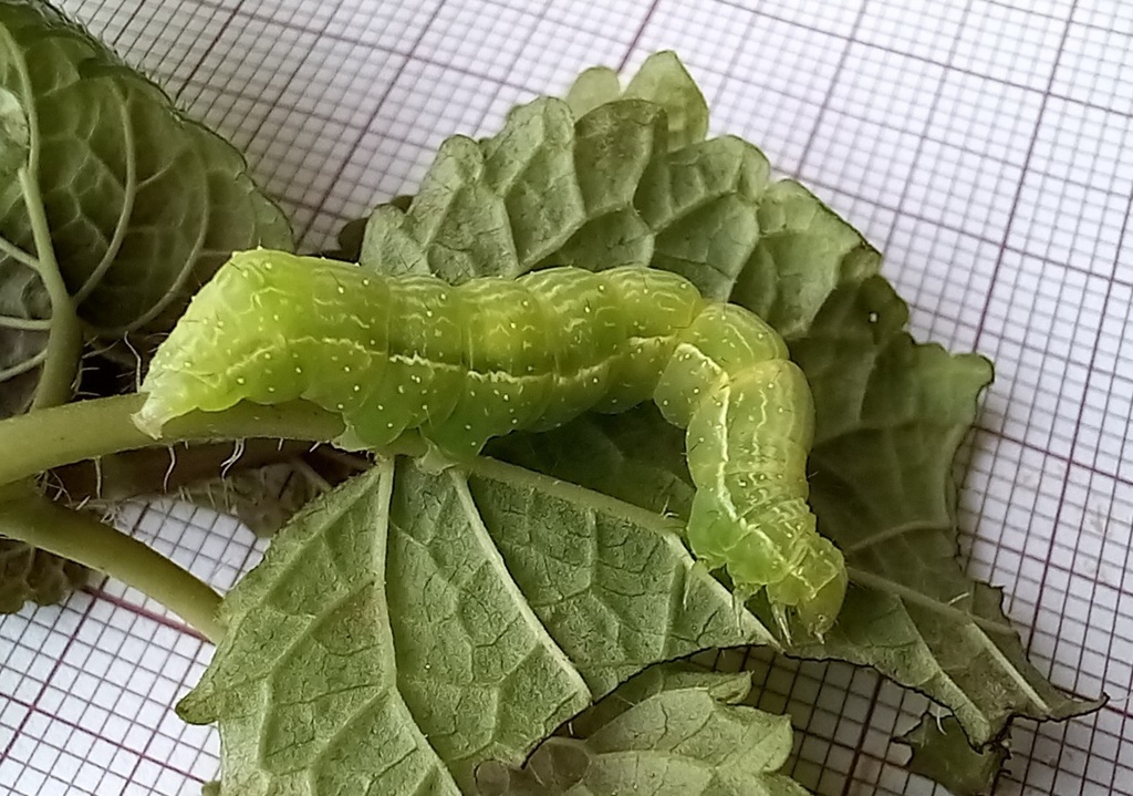 Tomato Looper from Escola Secundária José Gomes Ferreira on January 08 ...