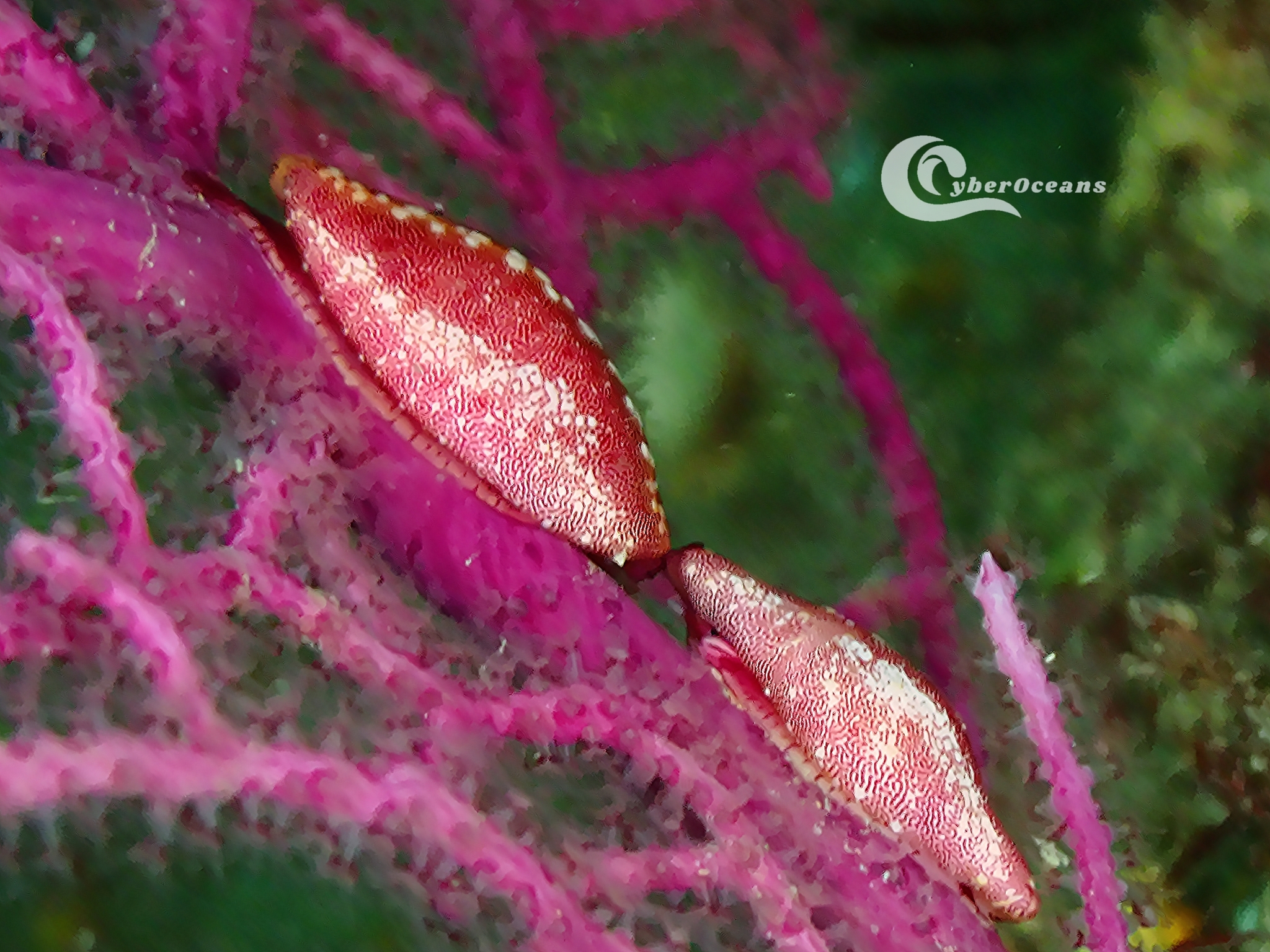 Simnia spelta (Linnaeus, 1758)