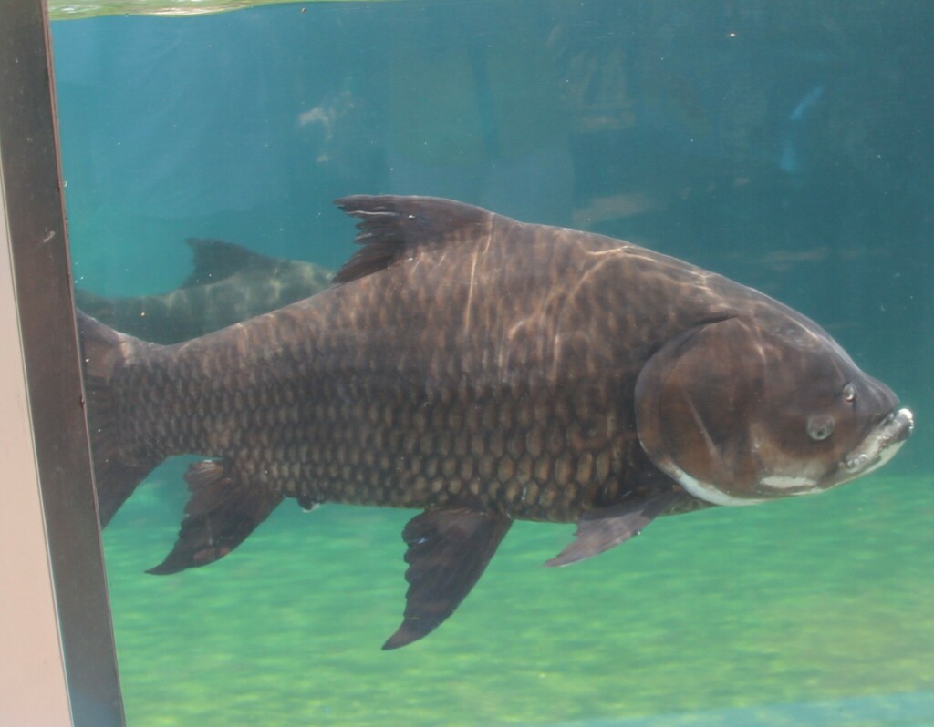 Giant Barb (Catlocarpio siamensis) - Marine Life Identification